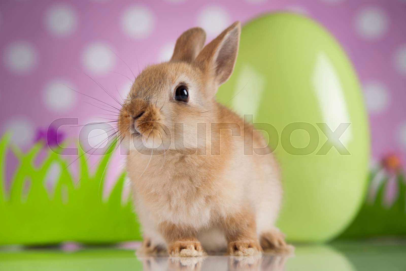 Spring baby bunny | Stock image | Colourbox