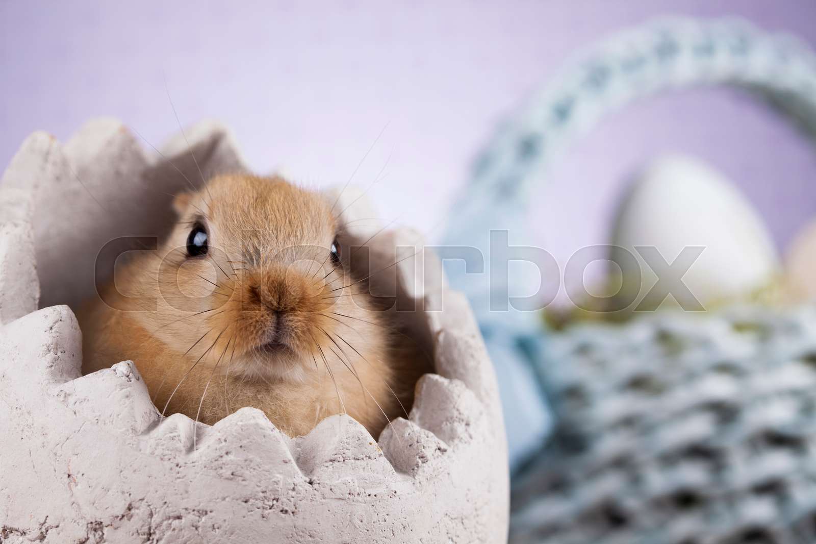 Animal easter, Baby bunny, egg | Stock image | Colourbox