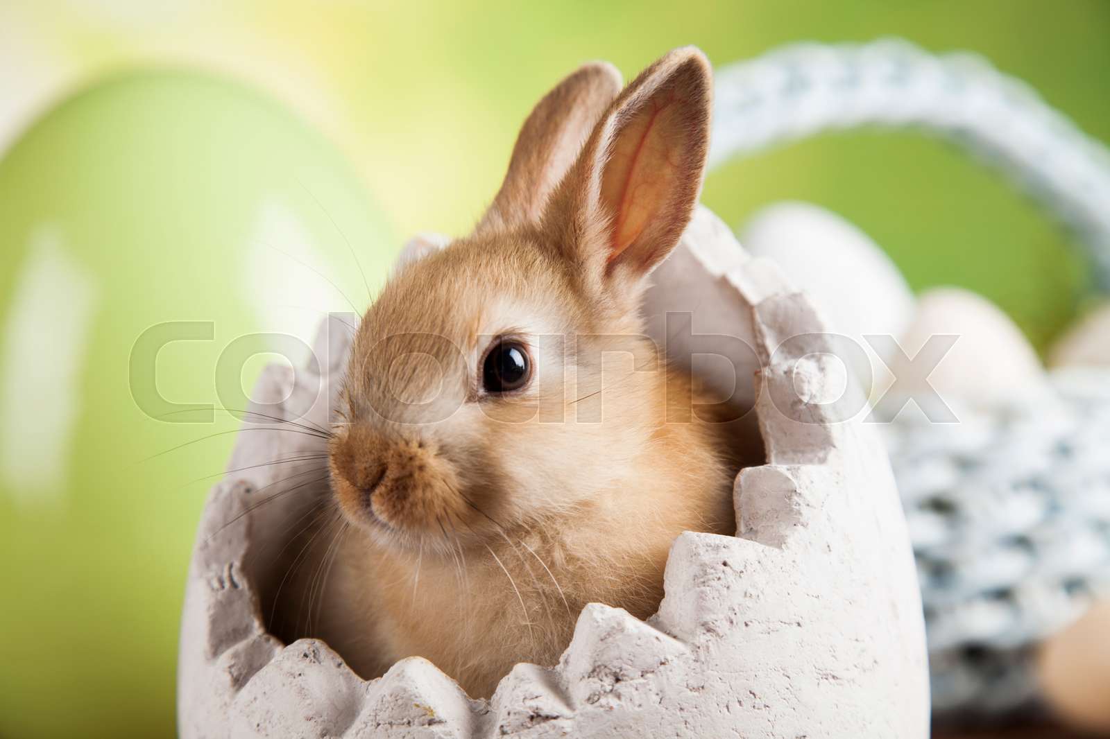 Happy easter, Baby bunny | Stock image | Colourbox
