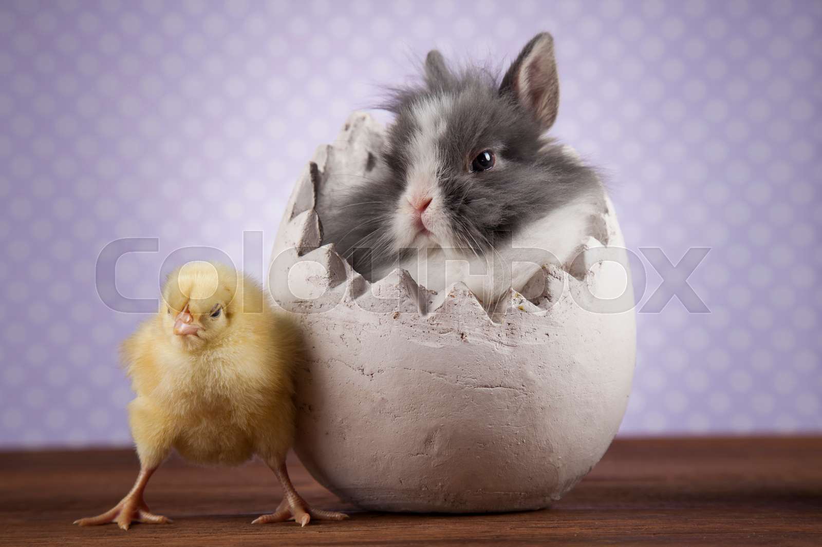 Easter Bunny and Chick | Stock image | Colourbox