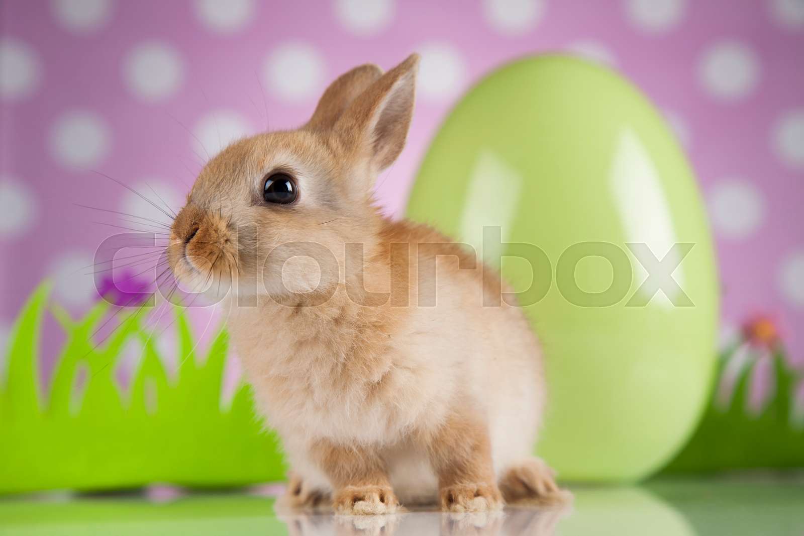 Animal easter, Baby bunny, egg | Stock image | Colourbox