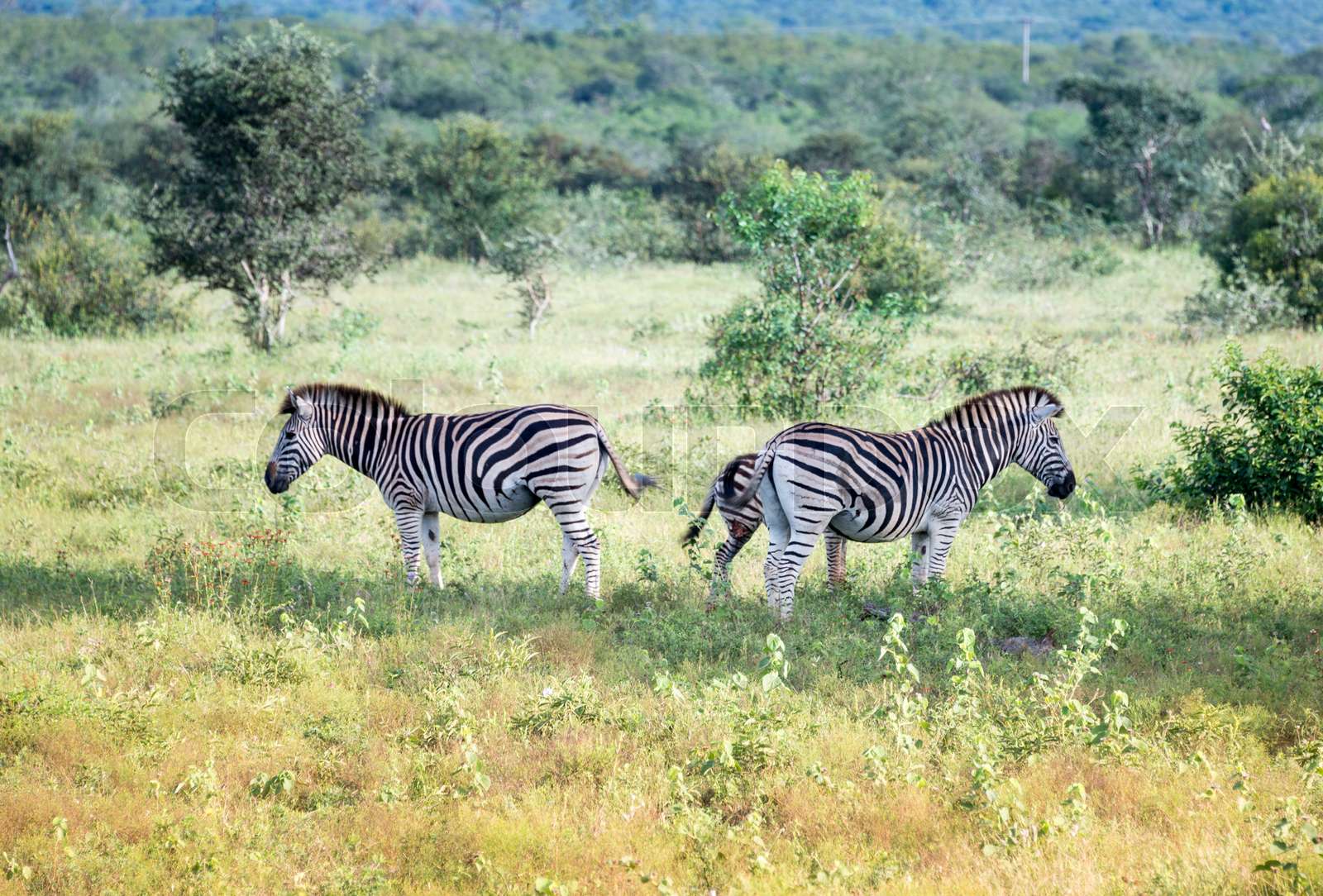 zebra wild animals | Stock image | Colourbox
