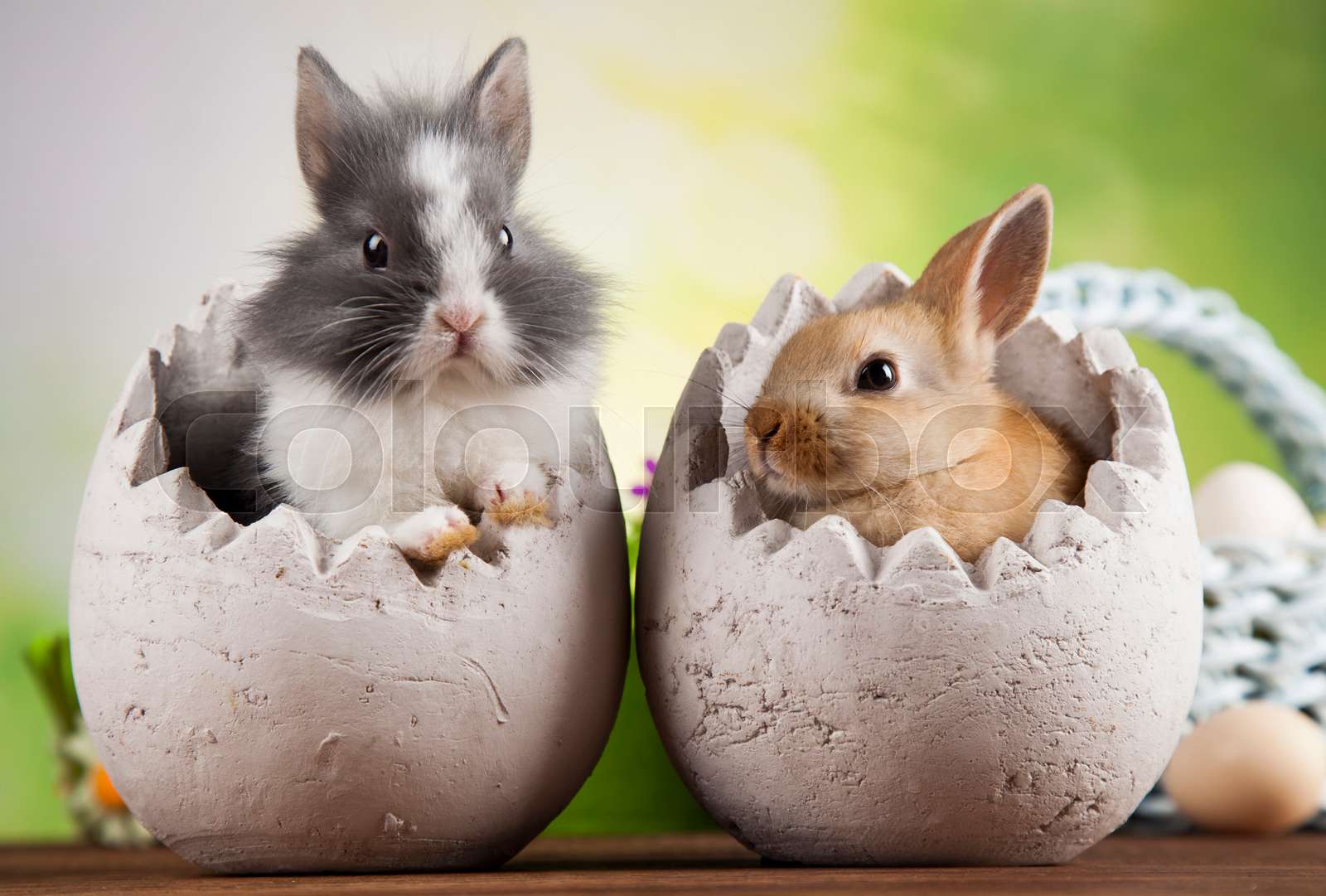 Spring baby bunny | Stock image | Colourbox