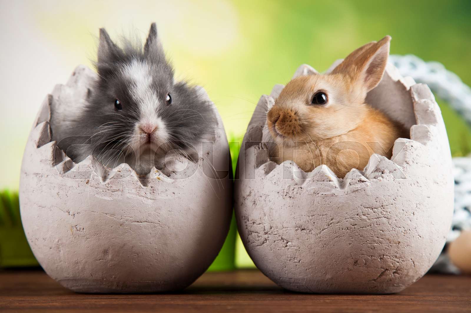 Spring baby bunny | Stock image | Colourbox