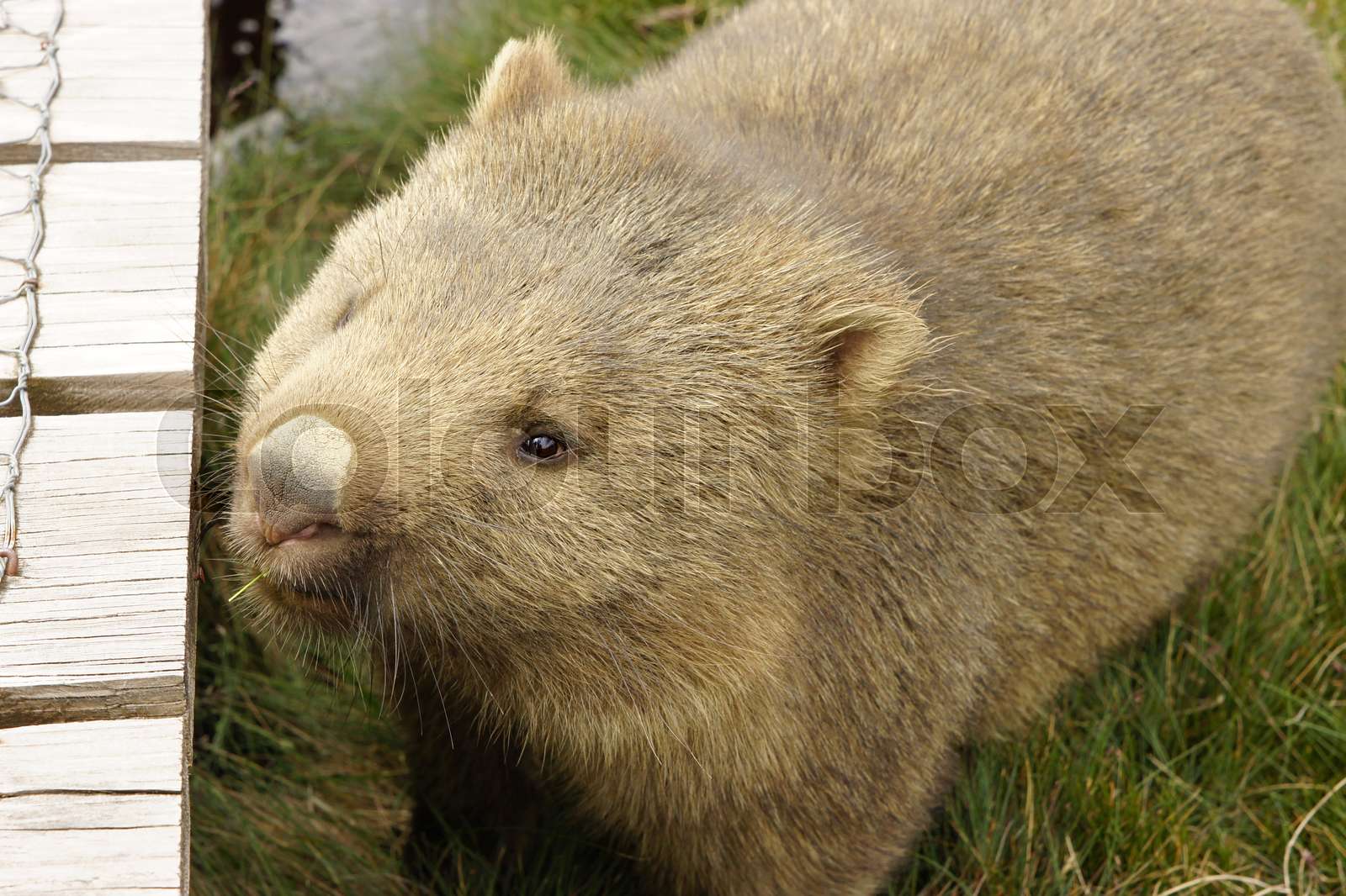Wombat, Tasmania, Australia | Stock image | Colourbox