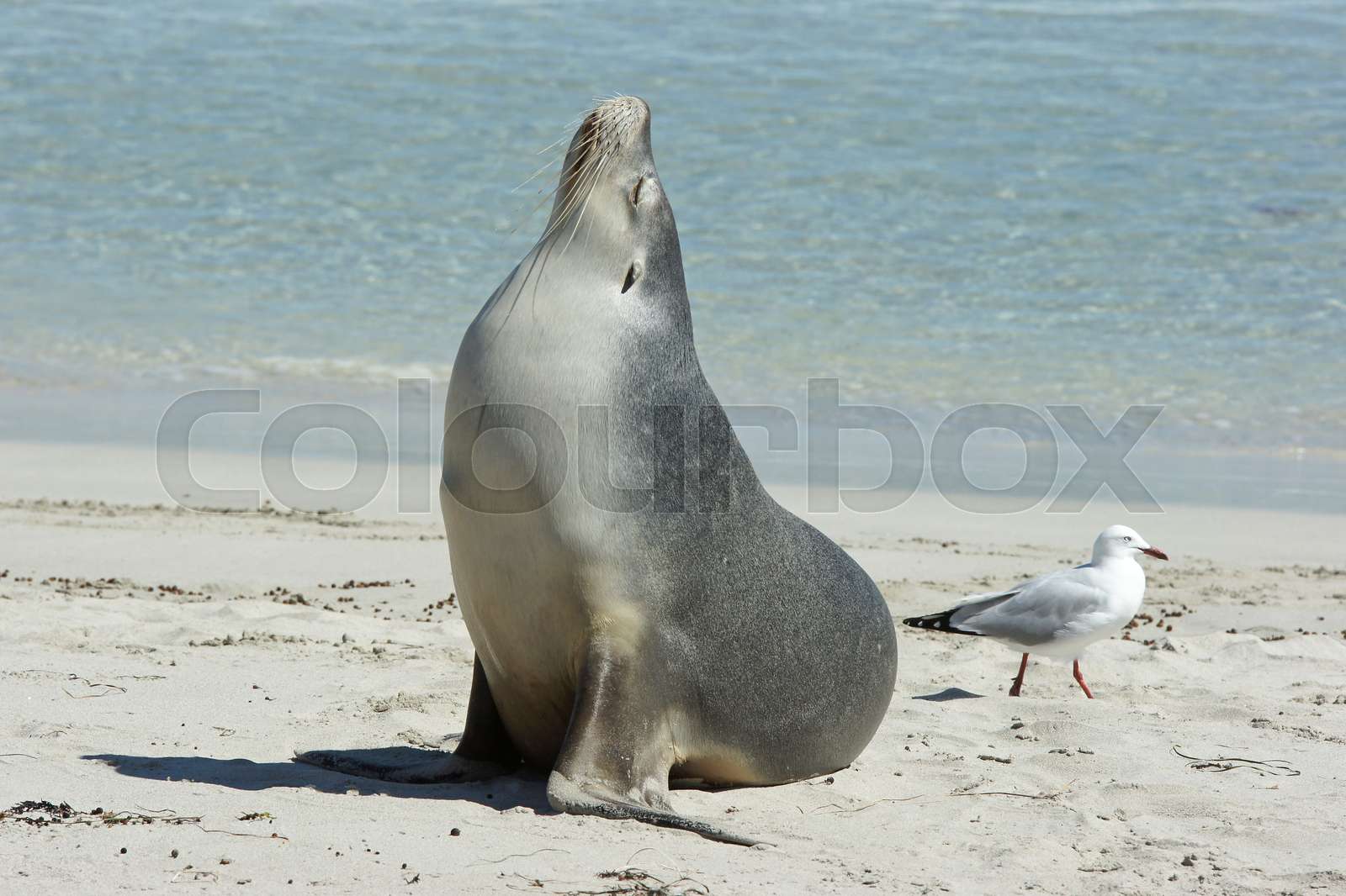 Seal Bay, Kangaroo Island, Australia | Stock image | Colourbox