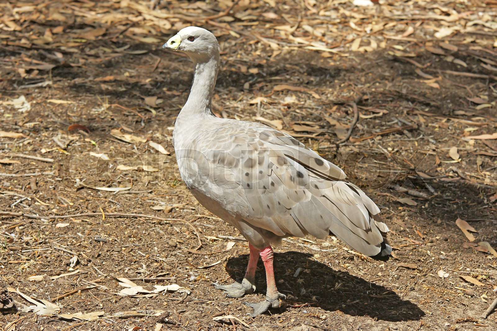 Cape Barren Goose, Australia | Stock image | Colourbox