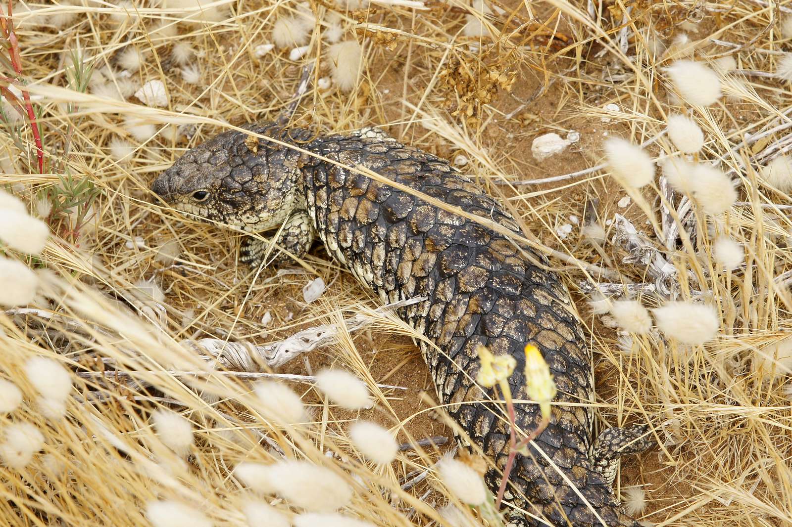 Shingleback Lizard, Australia | Stock image | Colourbox