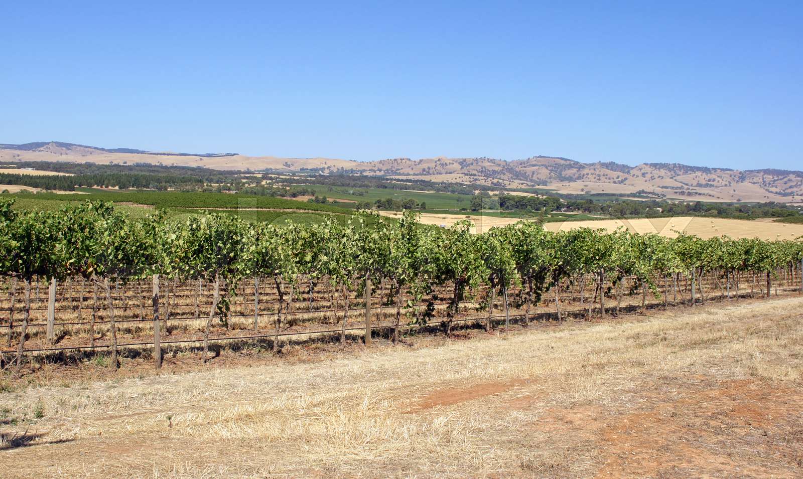 Barossa Valley, Australia | Stock image | Colourbox