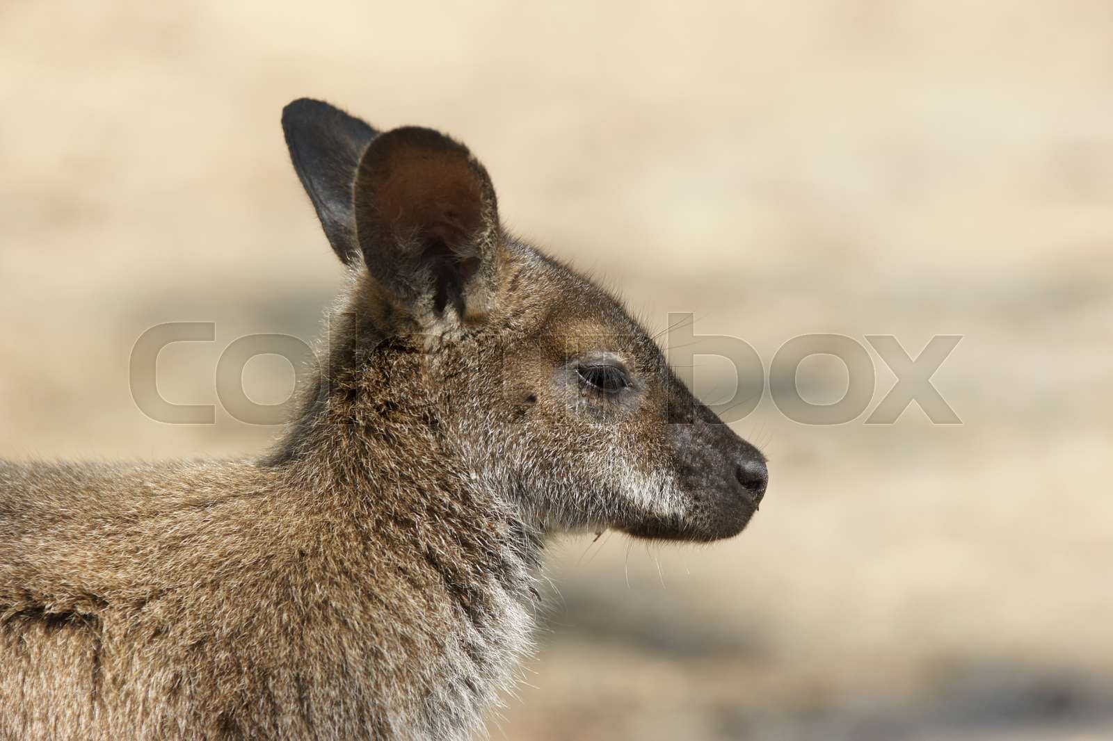 Bennett Wallaby, Australia | Stock image | Colourbox