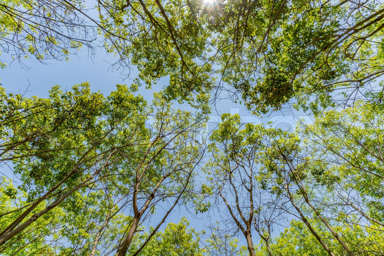 Top of the trees | Stock image | Colourbox