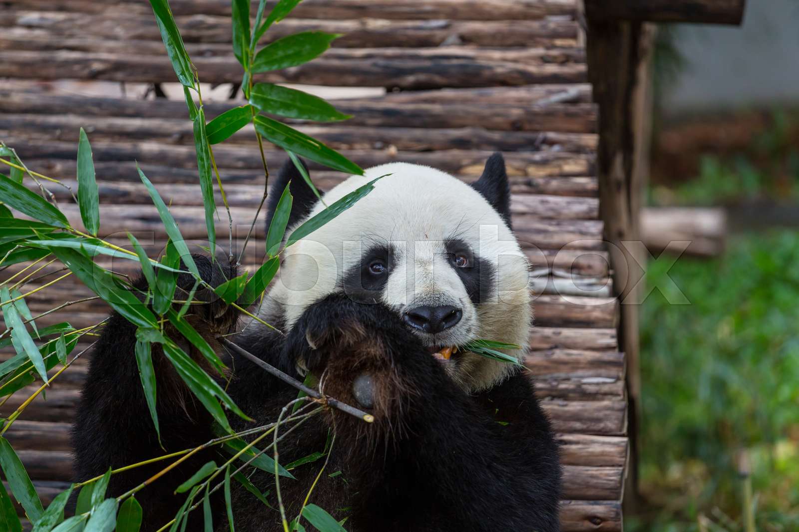 Panda | Stock image | Colourbox