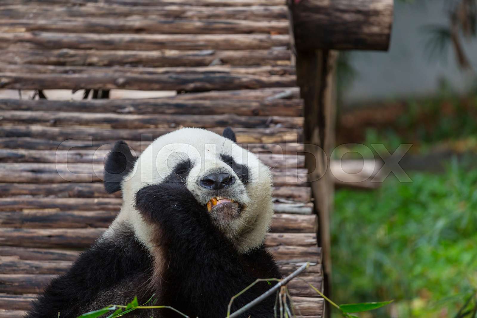 Panda | Stock image | Colourbox