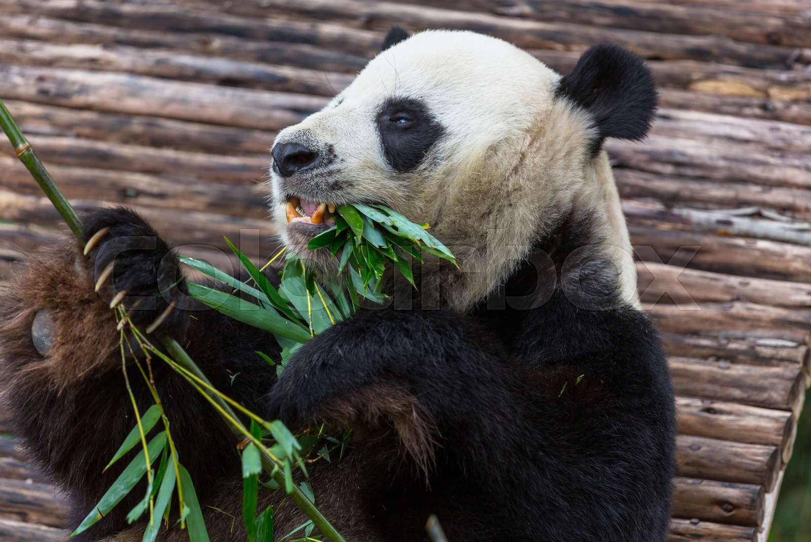 Panda | Stock image | Colourbox