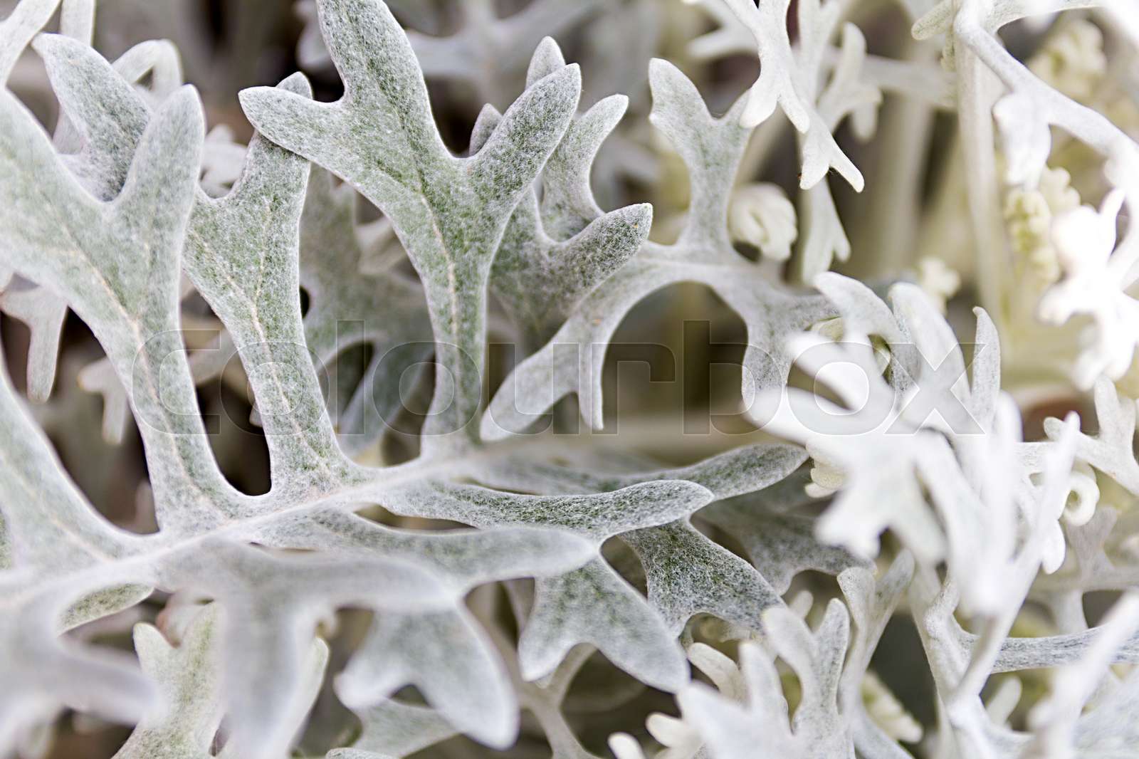 absinthe wormwood close up | Stock image | Colourbox
