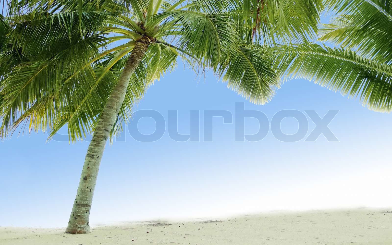 Smuk tropisk strand med palmer treesclose op | Stock foto | Colourbox