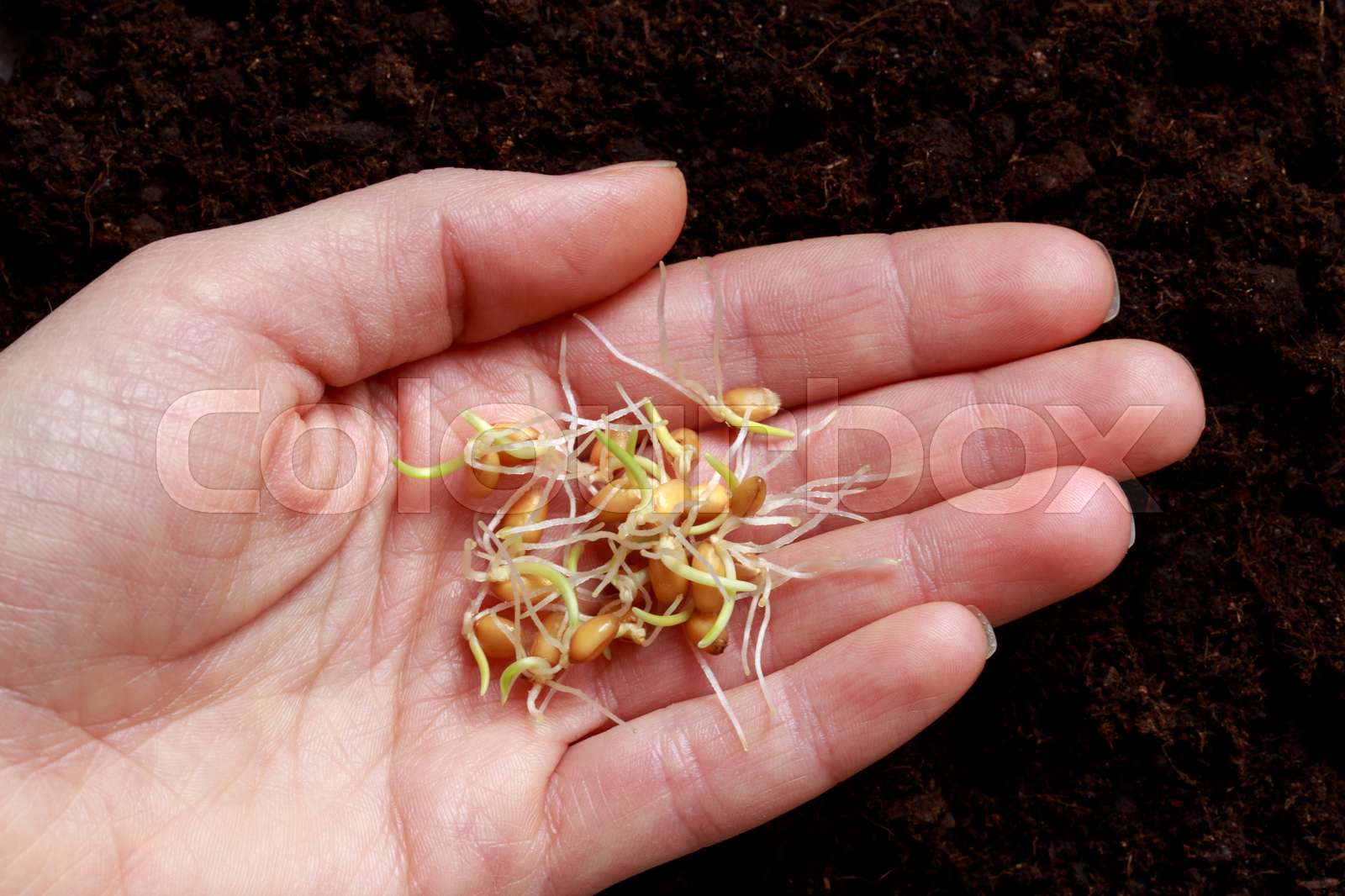 Germinated wheat grains | Stock image | Colourbox