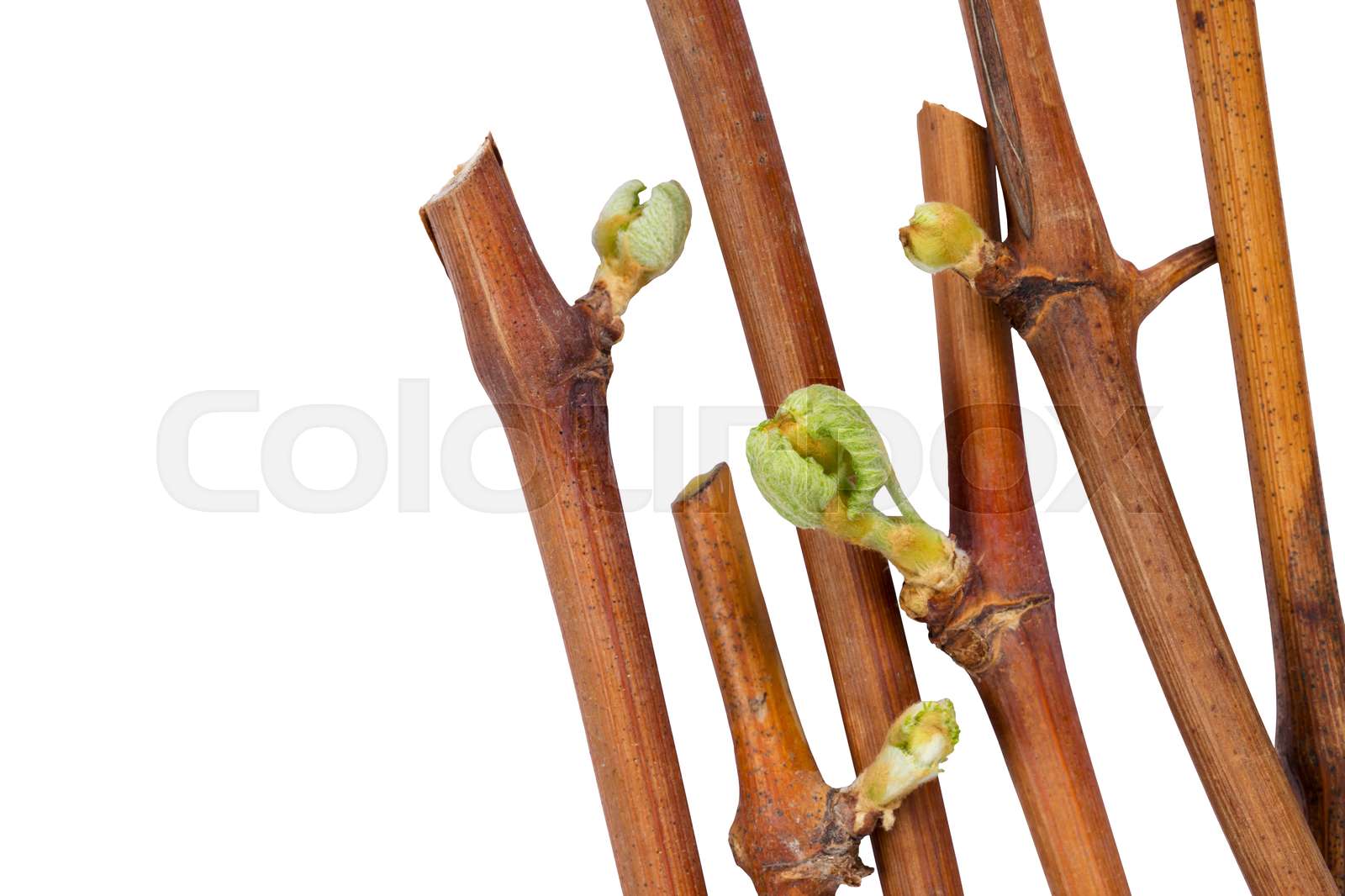 sprout of grapes | Stock image | Colourbox