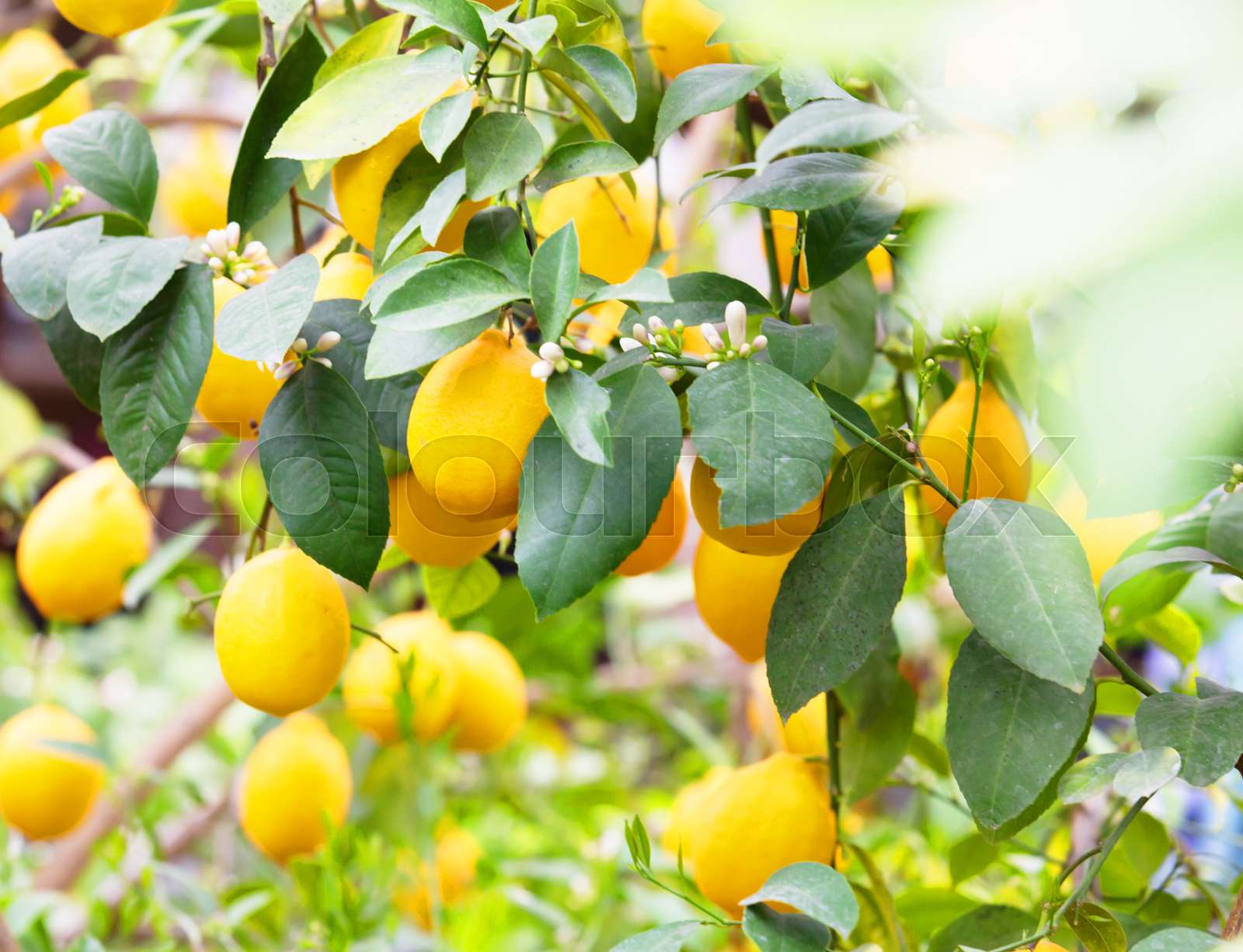 The Yellow Lemon Tree. | Stock image | Colourbox