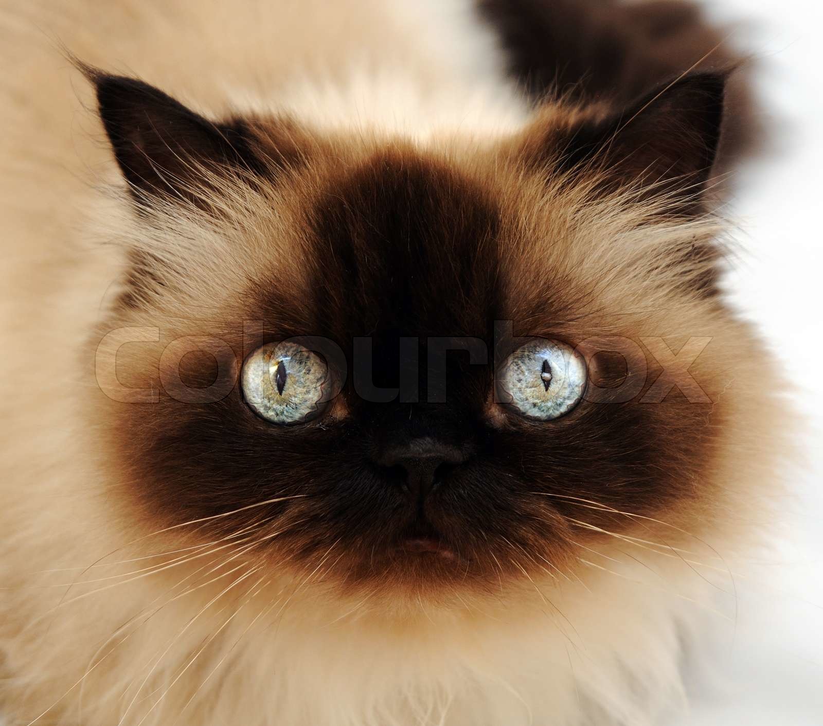 amazed cat portrait close-up | Stock image | Colourbox