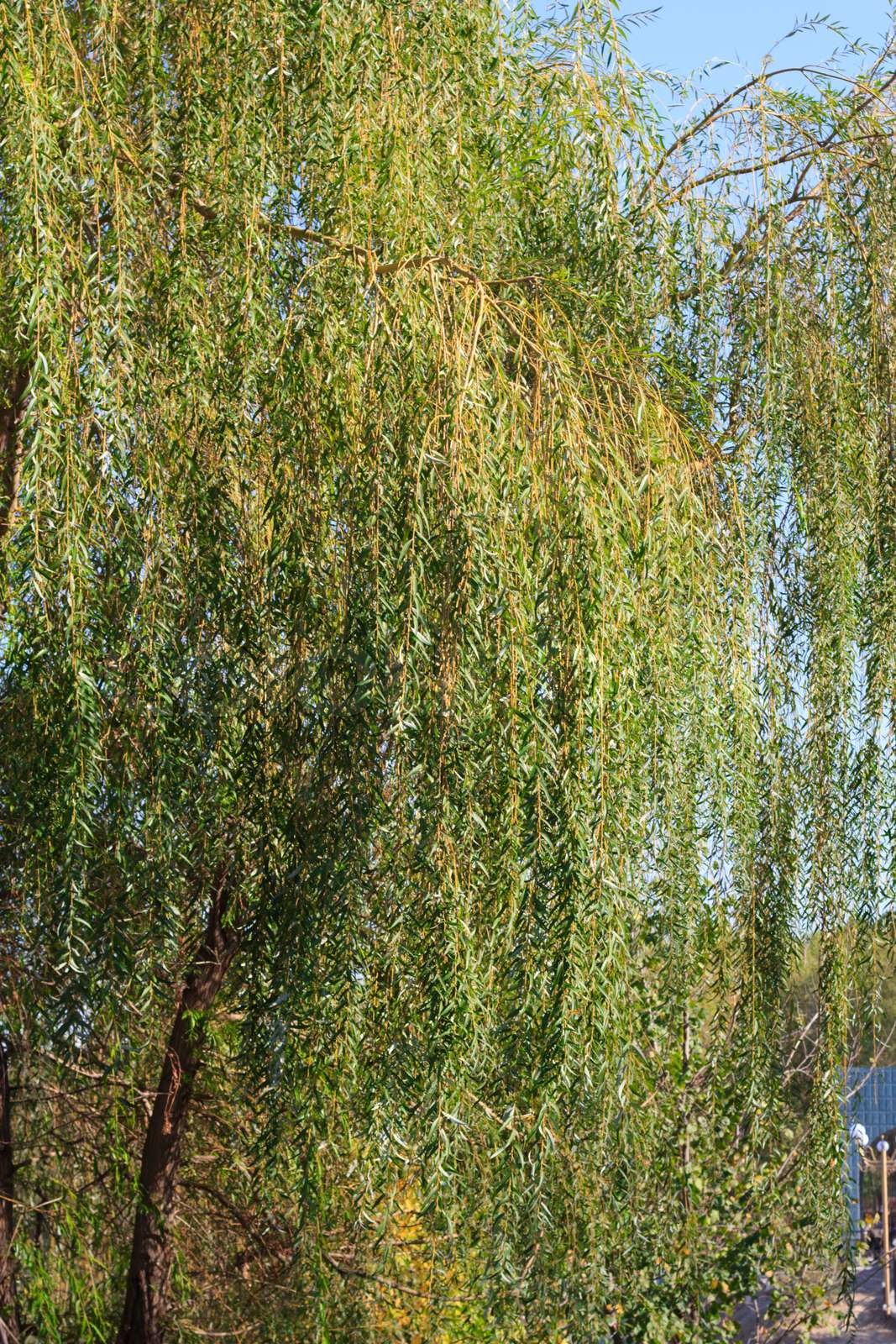 Weide im Hintergrund | Stock Bild | Colourbox