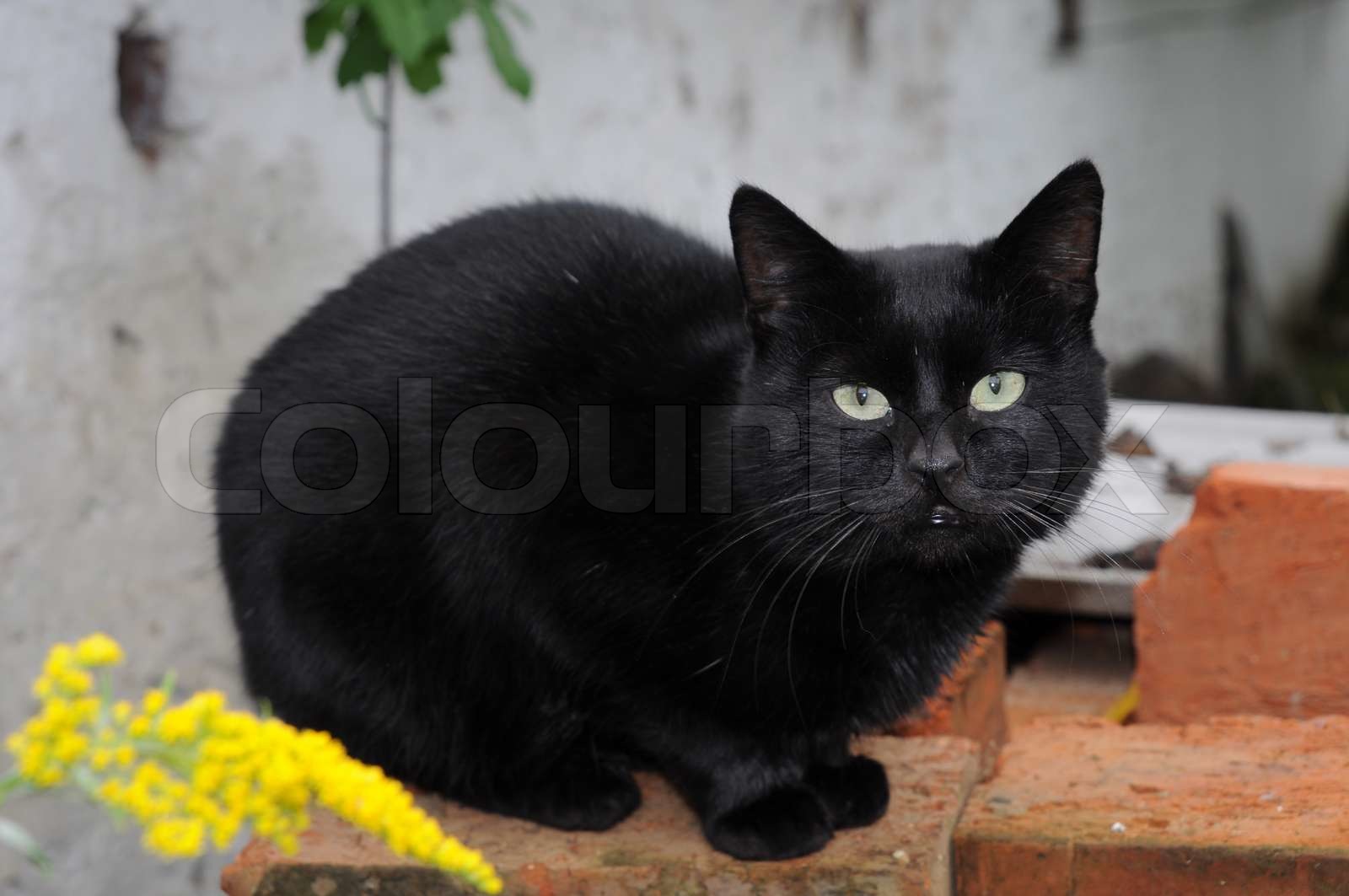 Sort kat på røde mursten | Stock foto | Colourbox