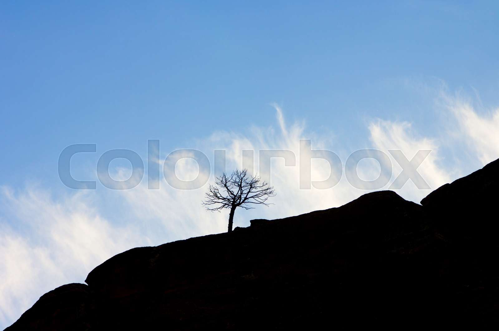 Profile tree | Stock image | Colourbox