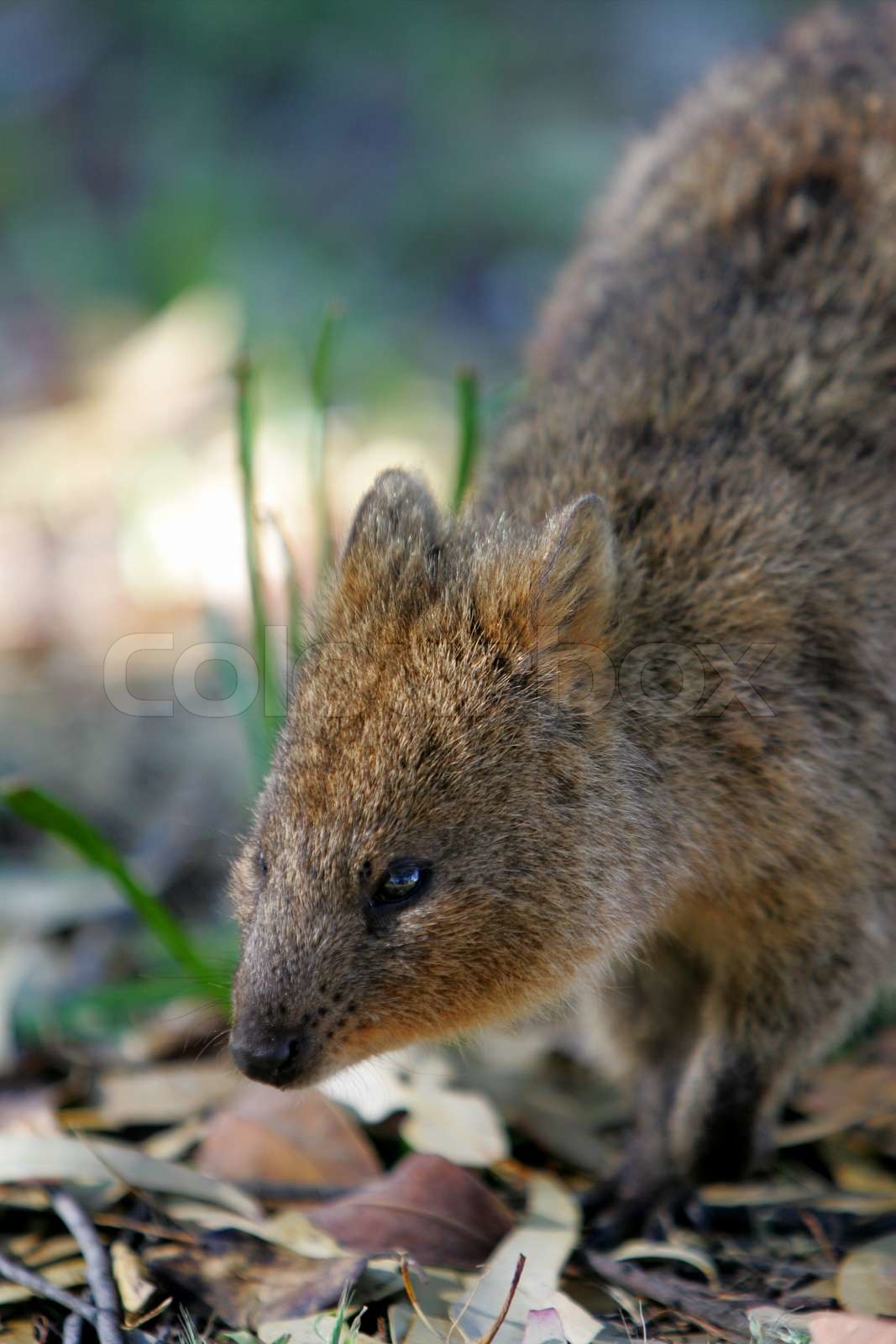 Australian Quokka | Stock image | Colourbox