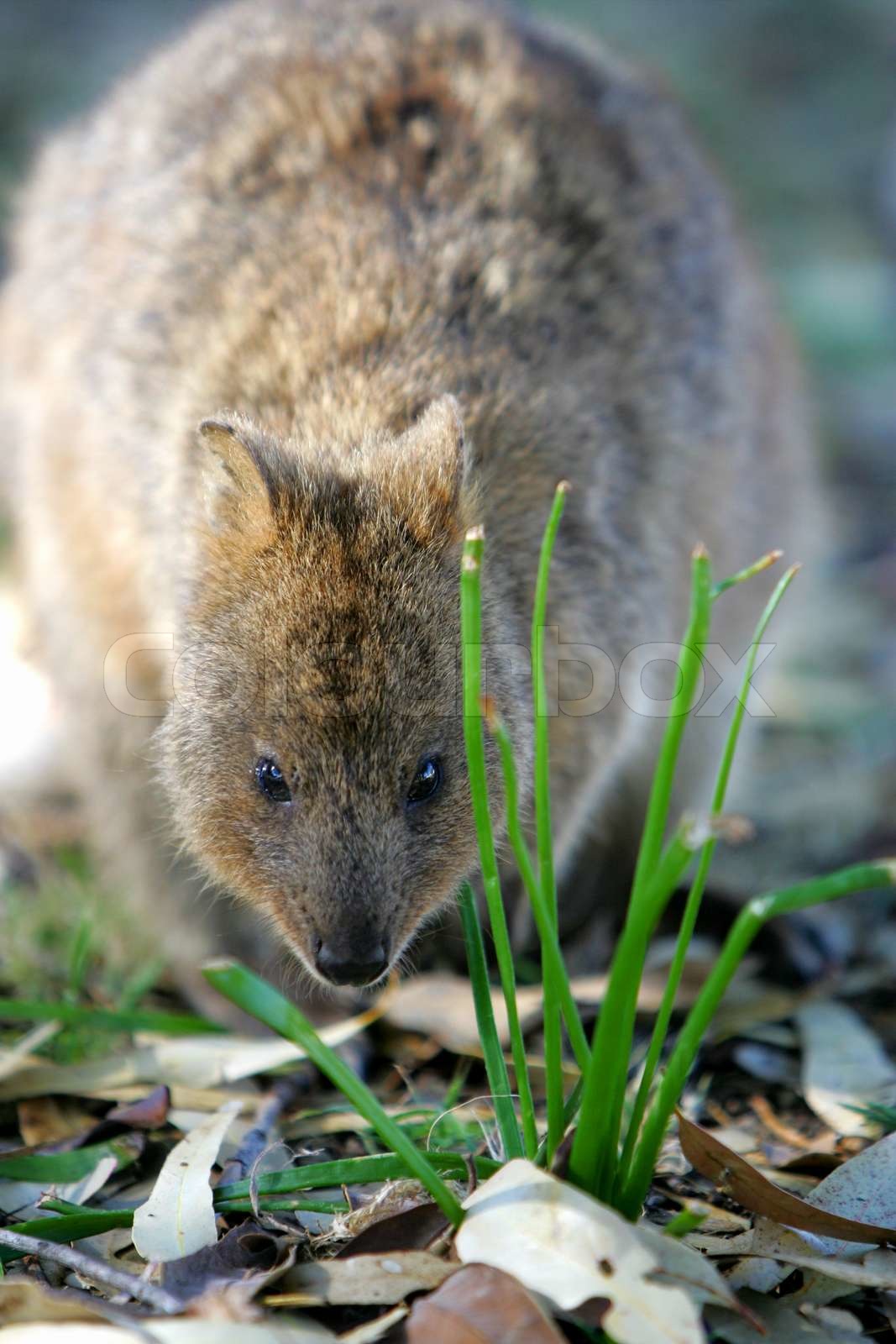 Australian Quokka | Stock image | Colourbox