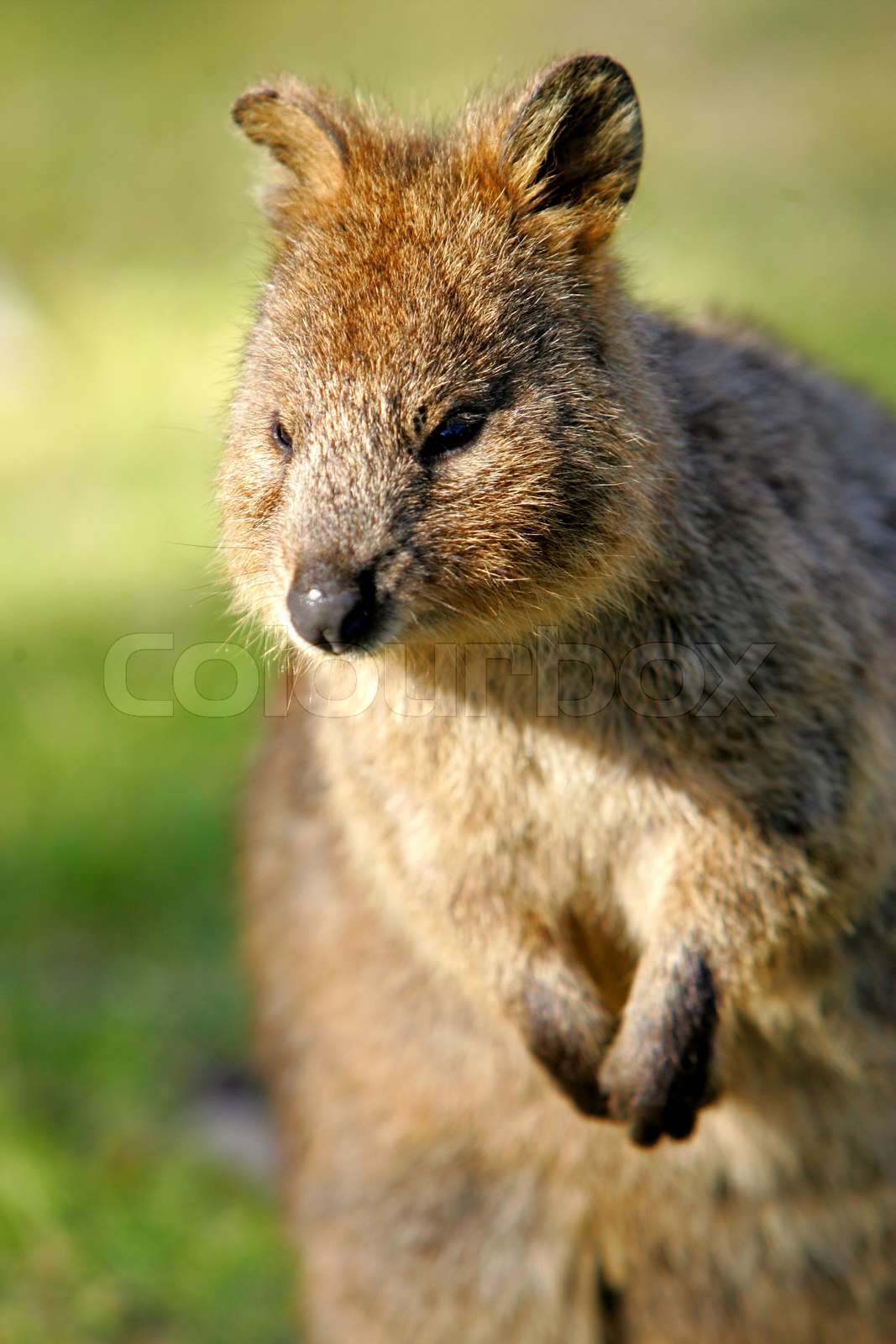 Australian Quokka | Stock image | Colourbox