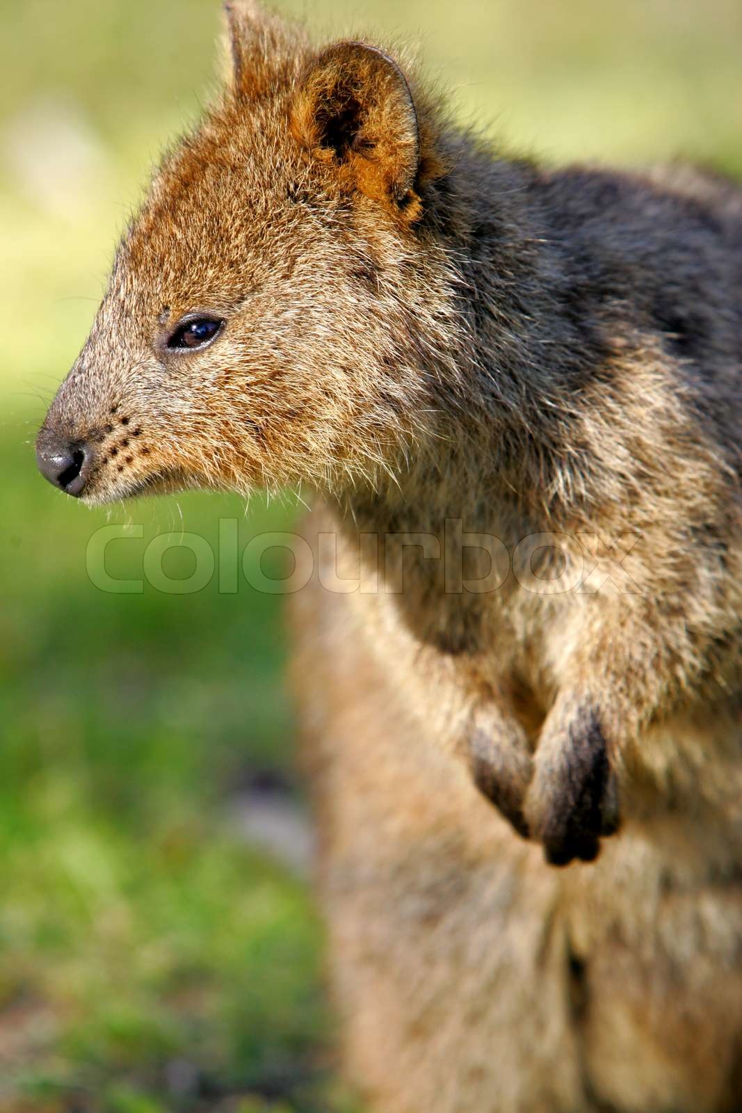 Australian Quokka | Stock image | Colourbox