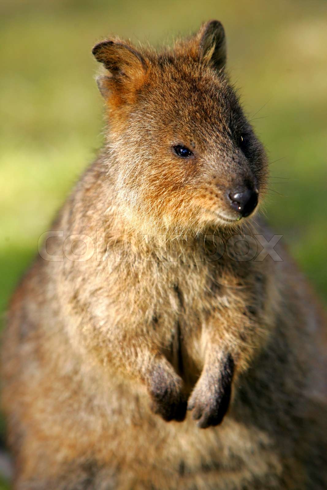 Australian Quokka | Stock image | Colourbox