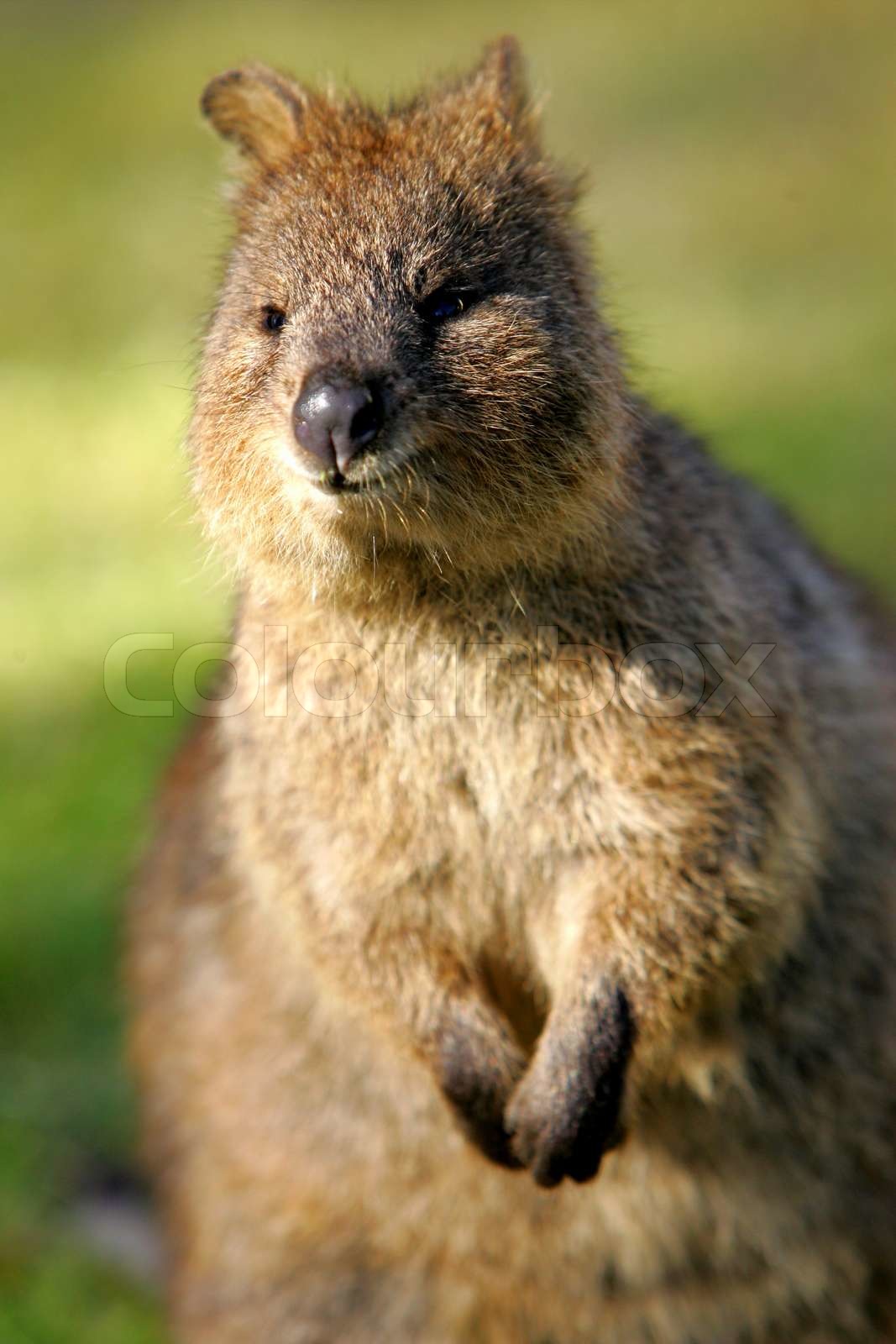 Australian Quokka | Stock image | Colourbox