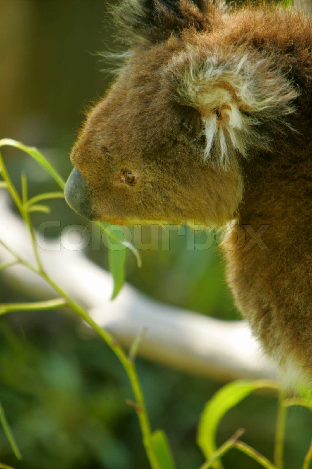 Australian Koala | Stock image | Colourbox