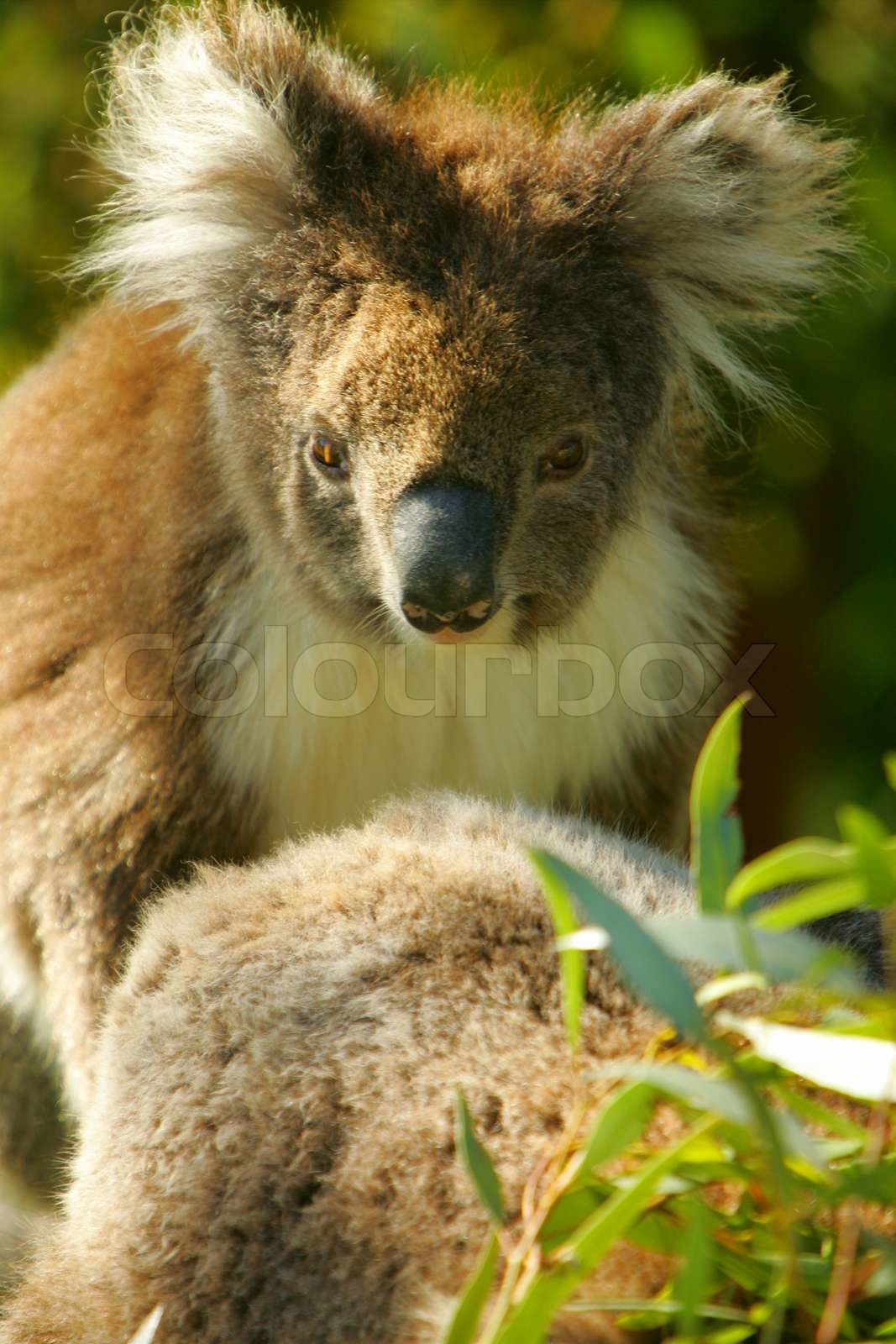 Australian Koala | Stock image | Colourbox