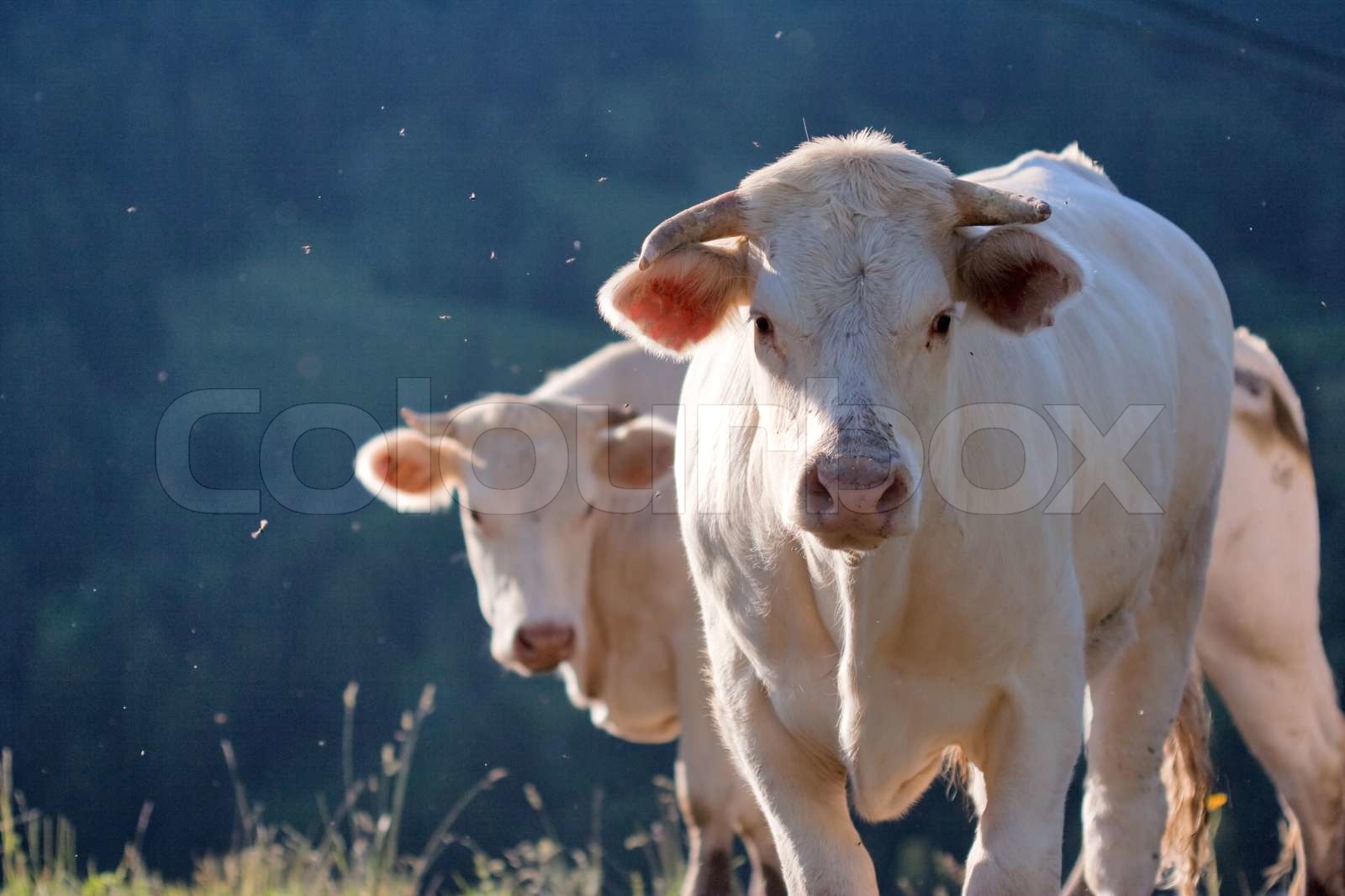 Cow in a prairie | Stock image | Colourbox