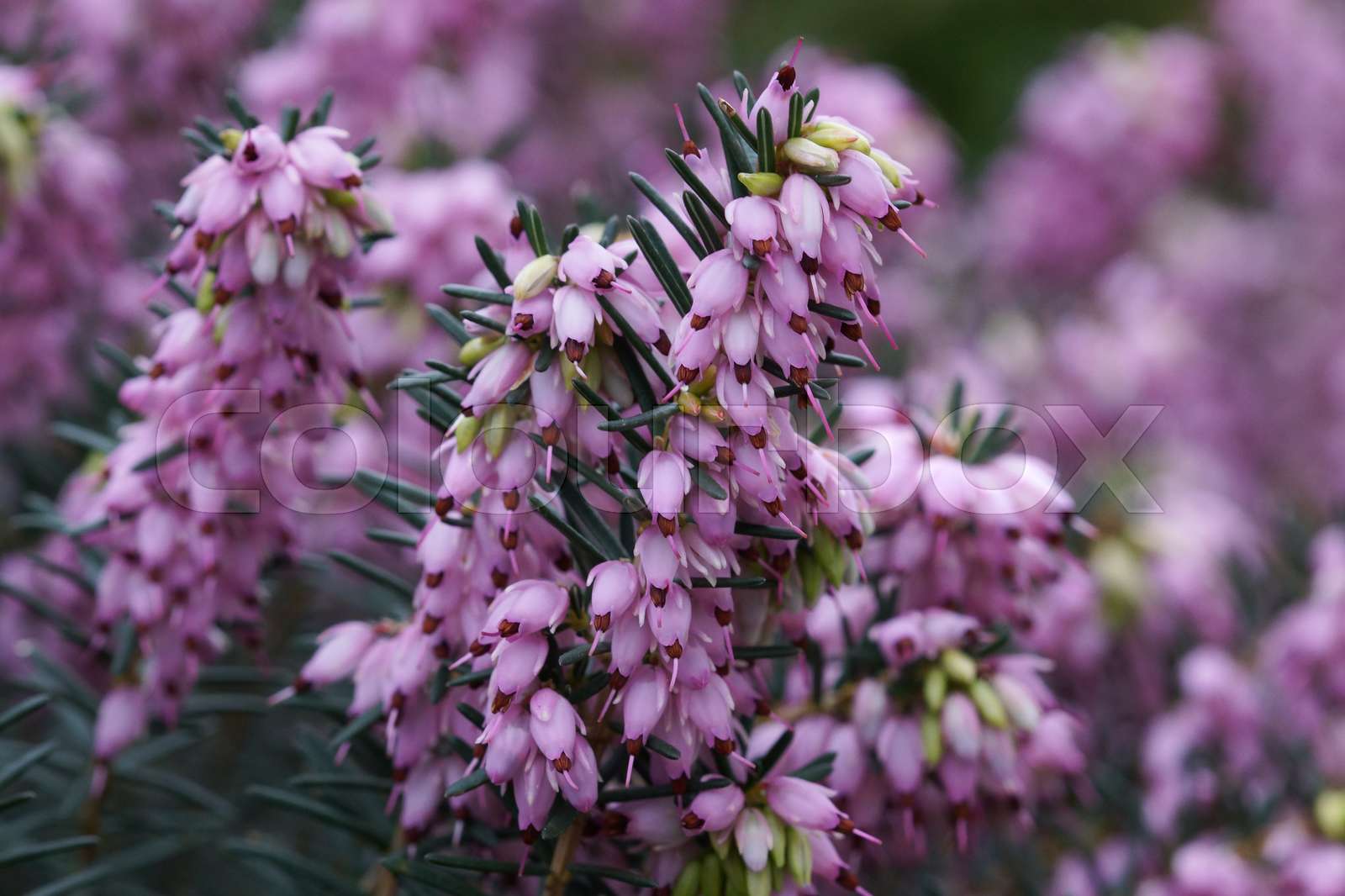 Ling, flowers of the gardens | Stock image | Colourbox