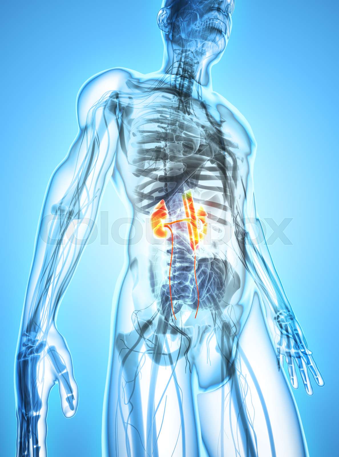 3D illustration of Urinary System, medical concept. | Stock image ...