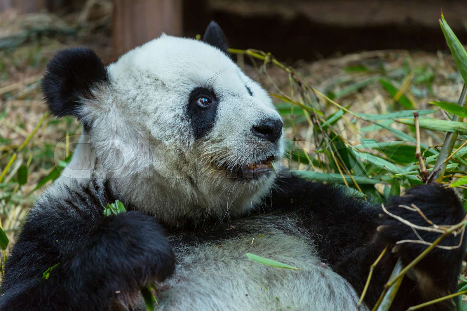 Panda | Stock image | Colourbox