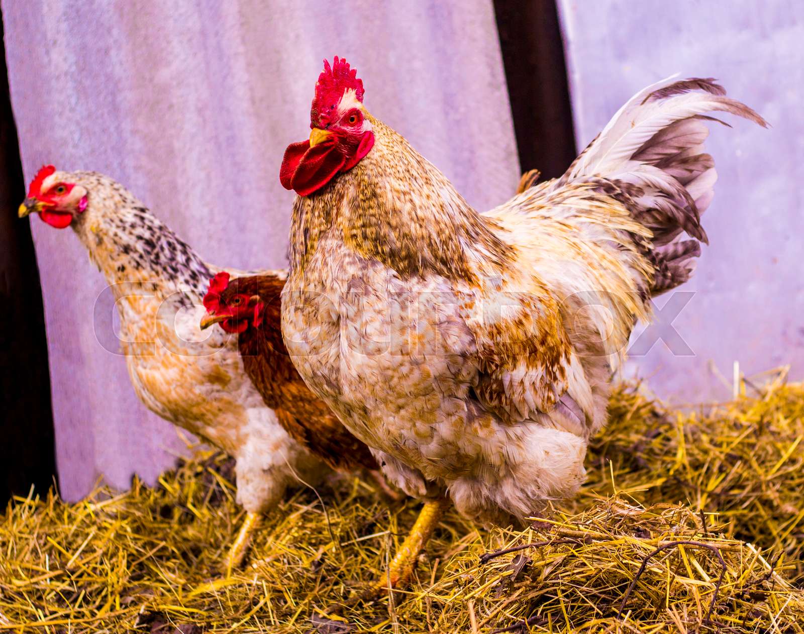 cock. Rooster portrait. Rooster in a farm | Stock image | Colourbox
