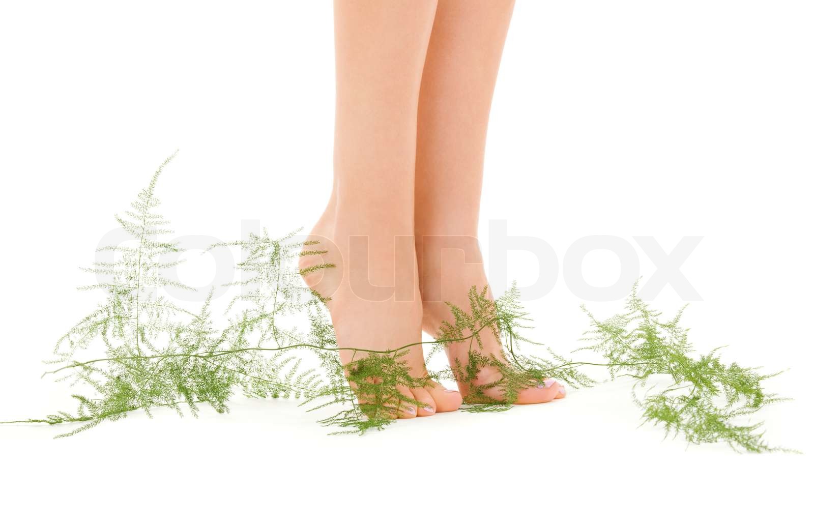picture of female legs with green plant over white | Stock image ...