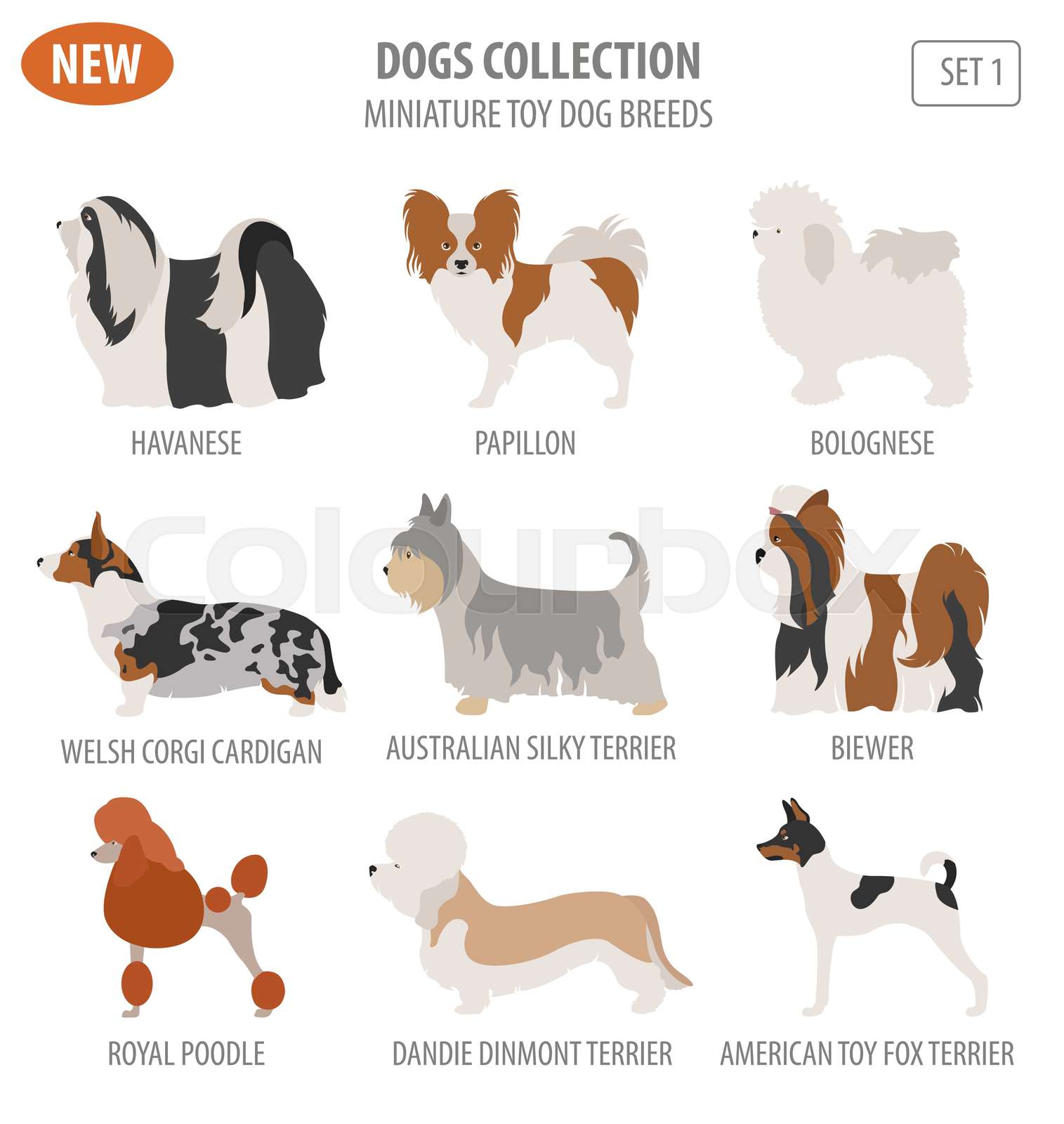 Toy Dog Breed Chart