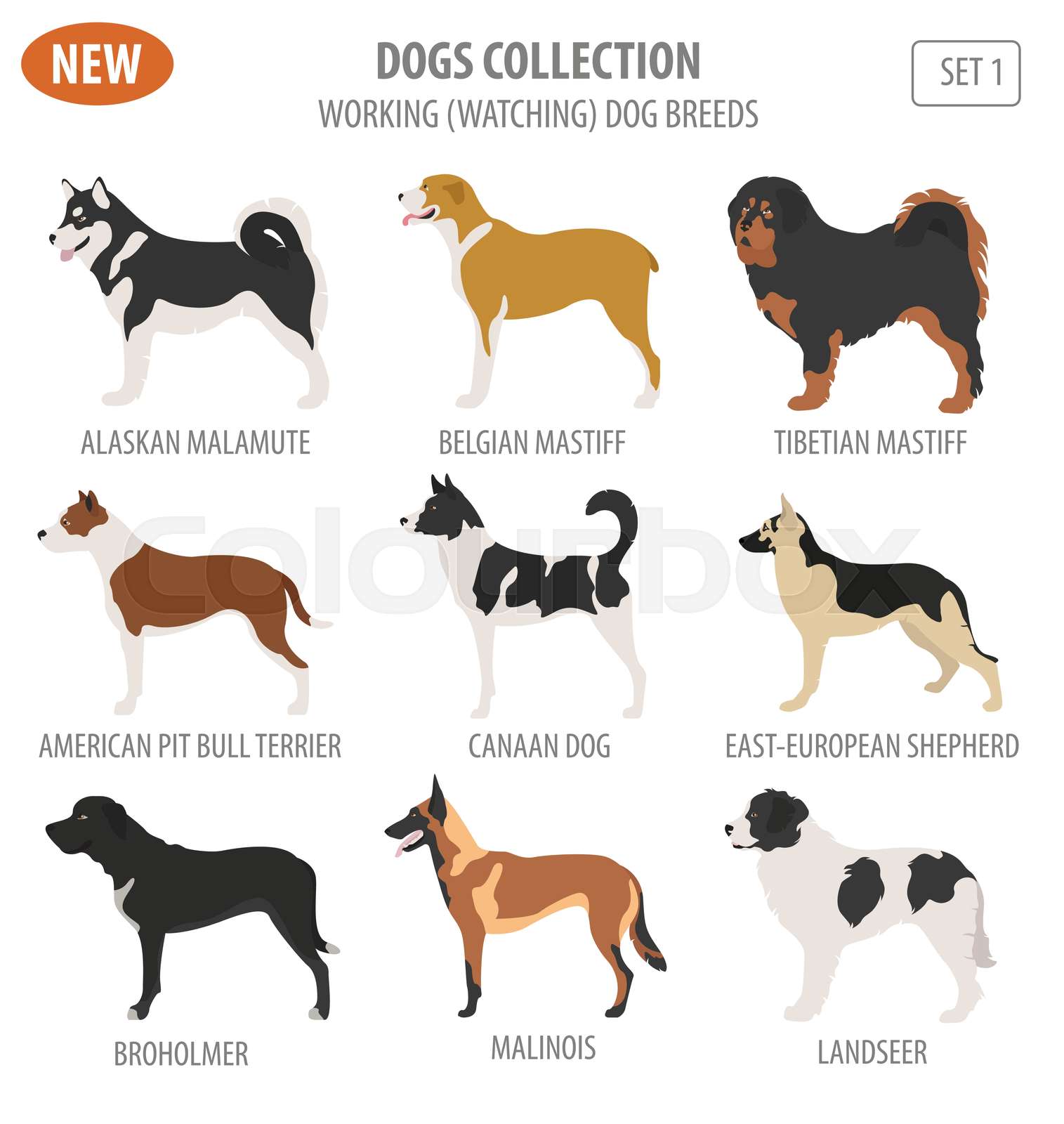 Eastern European Dog Breeds Outlets | www.pinnaxis.com