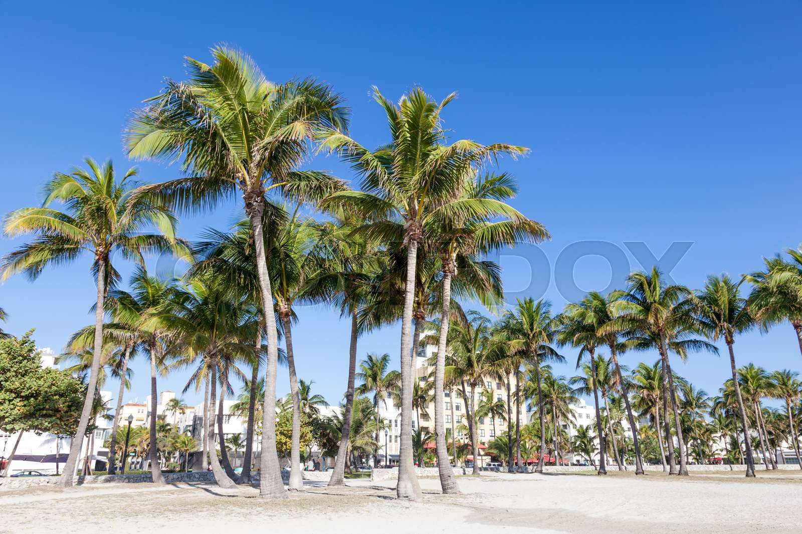 Palm Trees in Miami Beach | Stock image | Colourbox