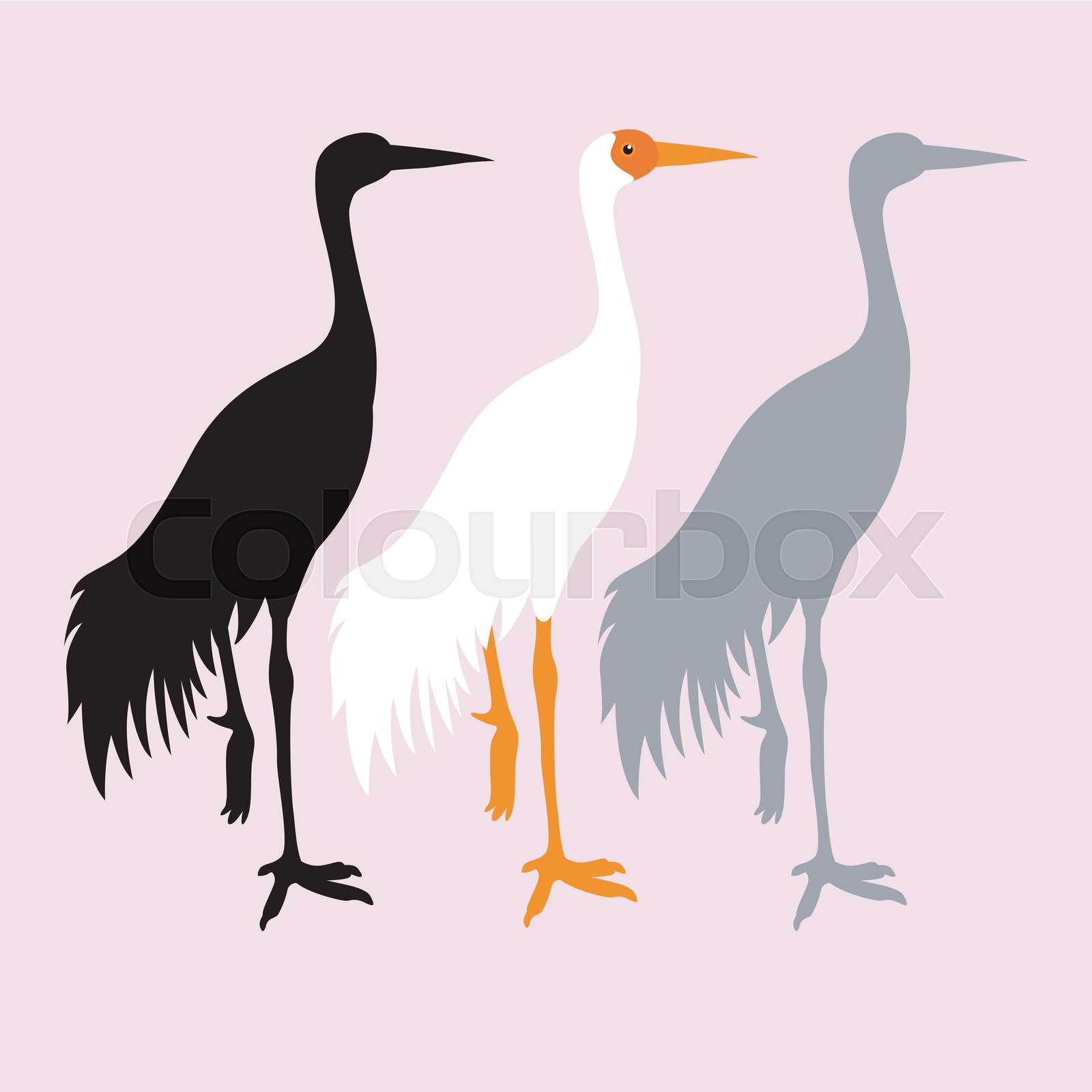 Crane bird vector illustration | Stock vector | Colourbox