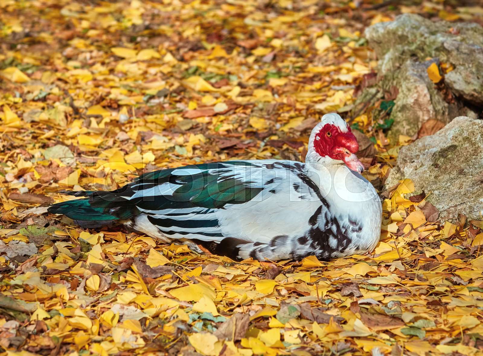 Resting Muscovy Duck | Stock image | Colourbox