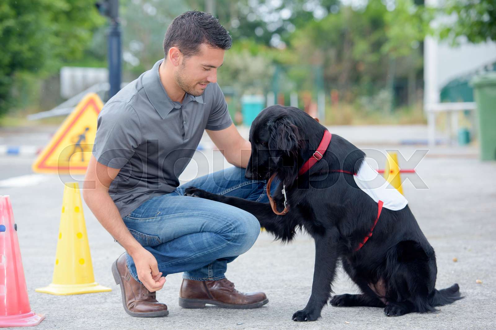 Dog handler at work | Stock image | Colourbox