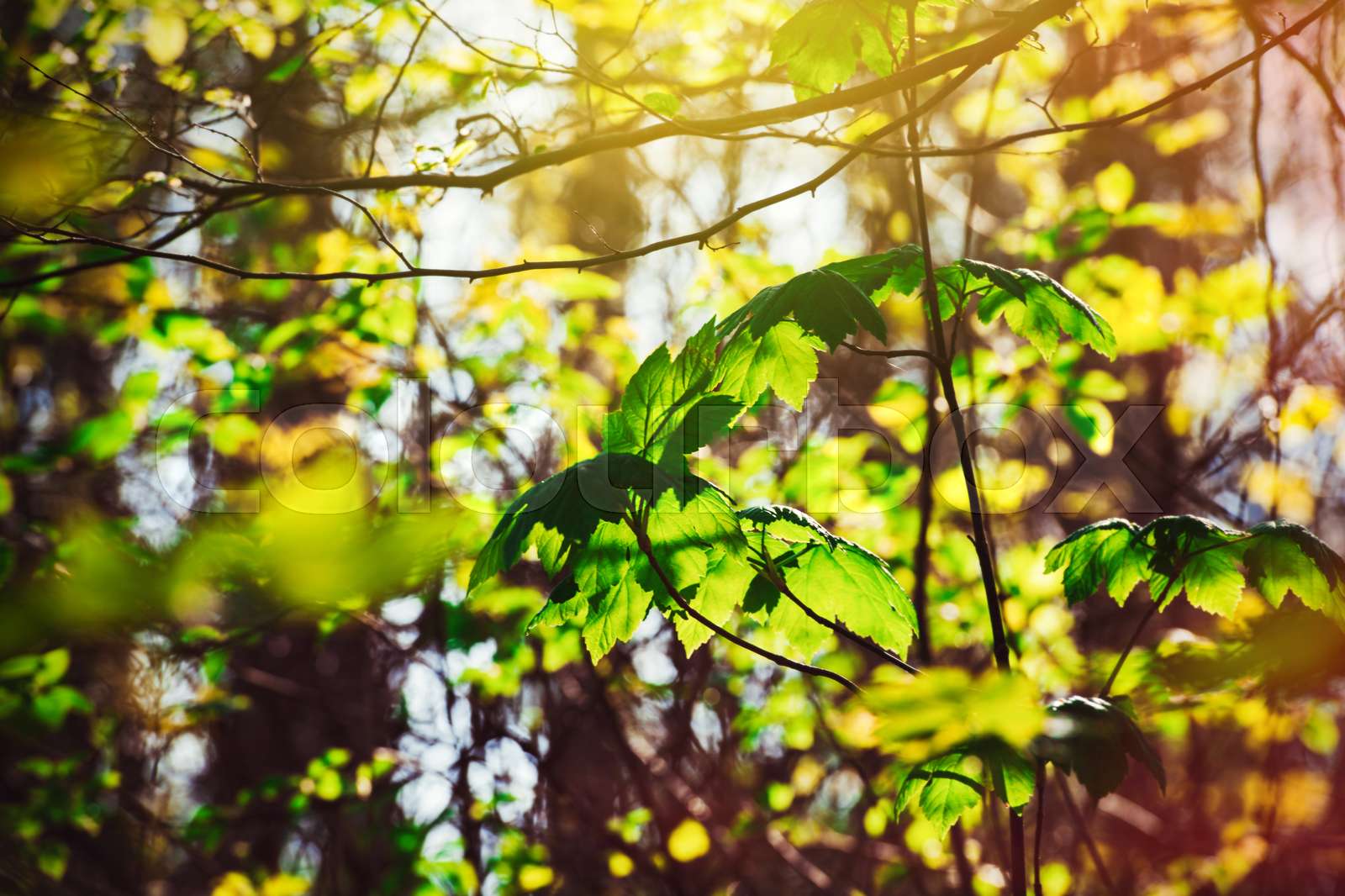 maple tree from below | Stock image | Colourbox