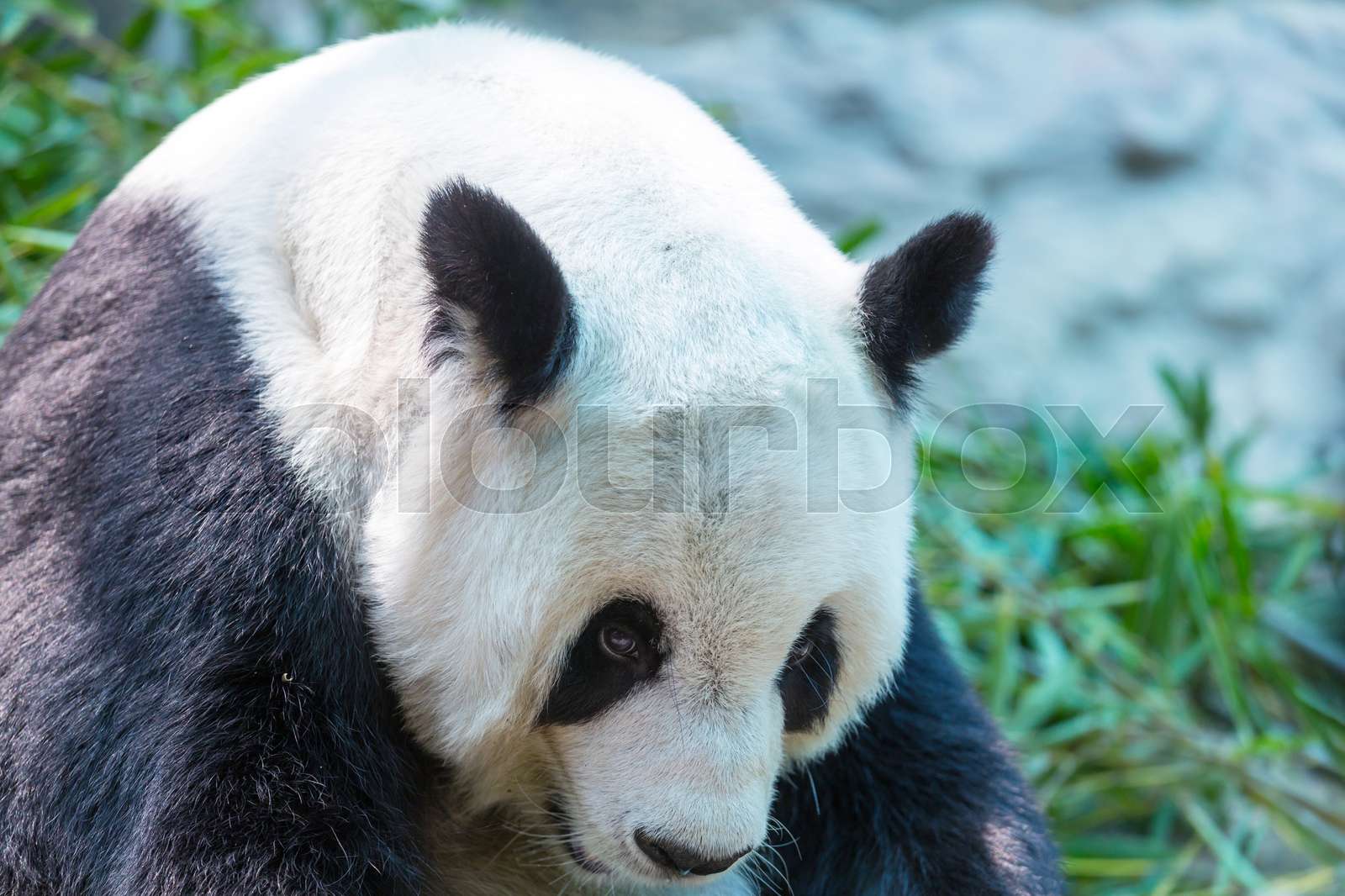 Panda | Stock image | Colourbox