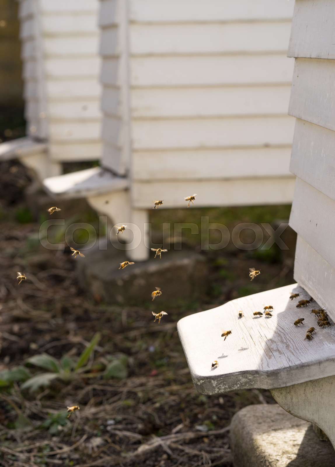 White Hives and lots of Bees | Stock image | Colourbox